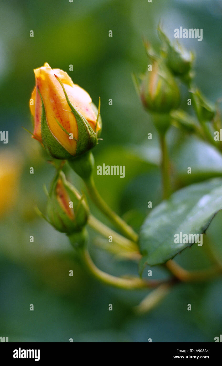 Fresh yellow Rose bud Stock Photo - Alamy
