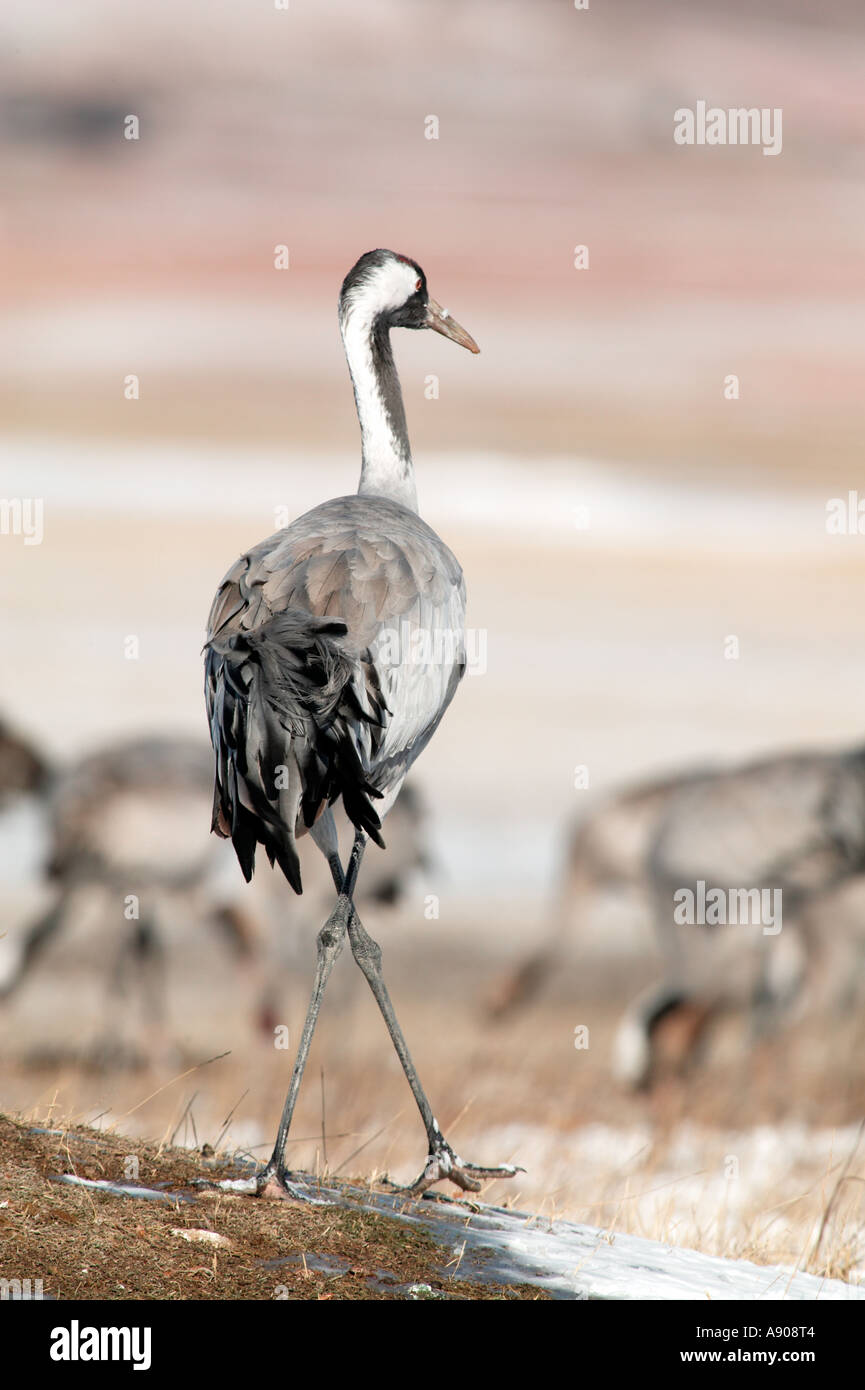 Common European Crane (Grus grus). Gallocanta, Spain Stock Photo - Alamy