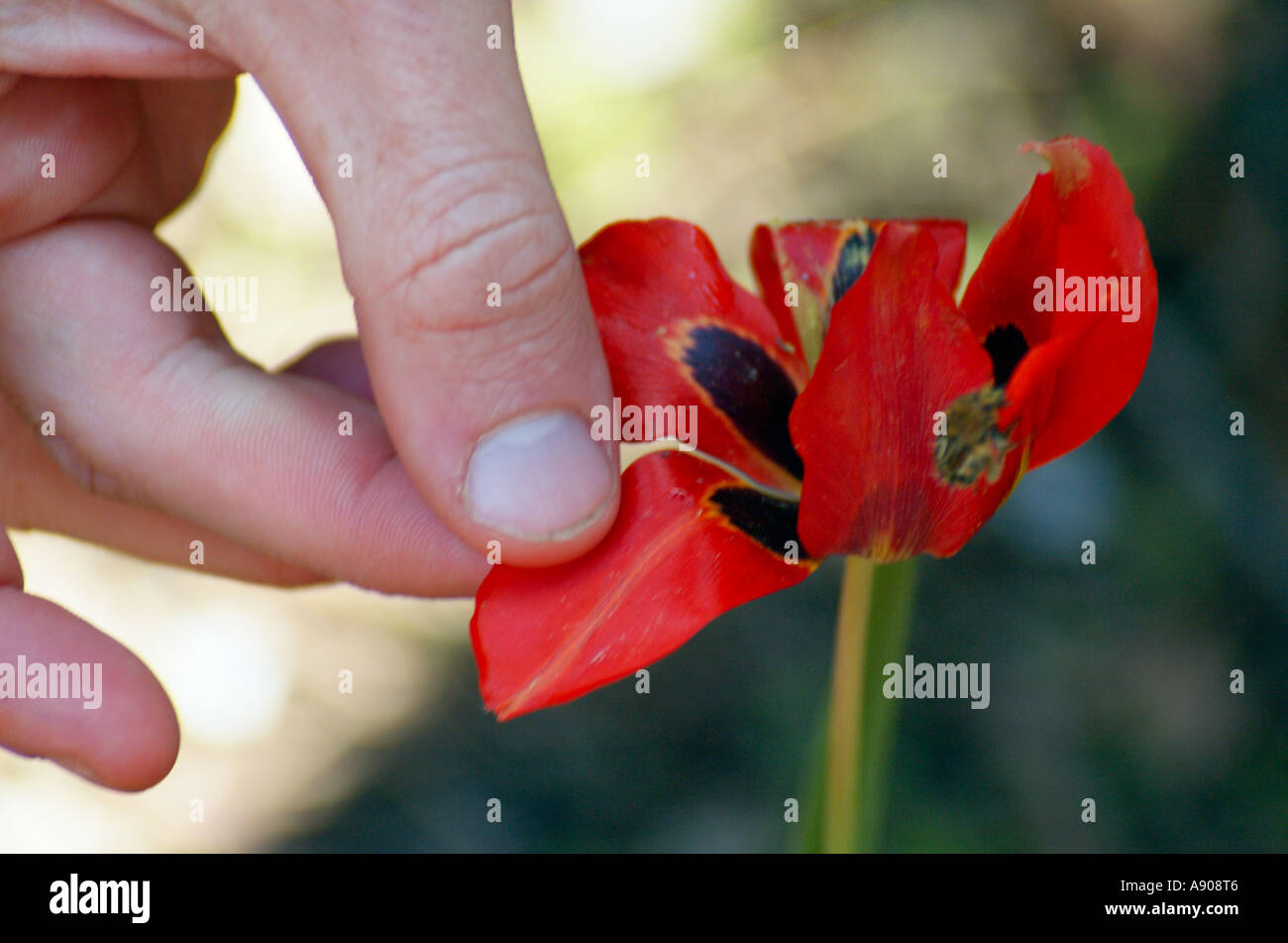 Tulipa sharonensis hi-res stock photography and images - Alamy