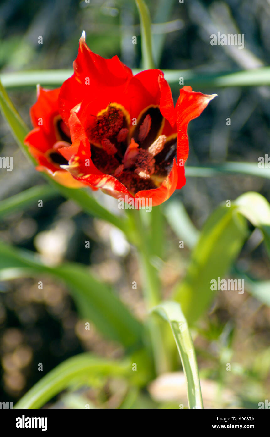 Tulipa sharonensis hi-res stock photography and images - Alamy