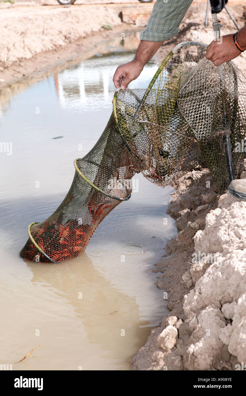 American crawfish fisherman Stock Photo - Alamy