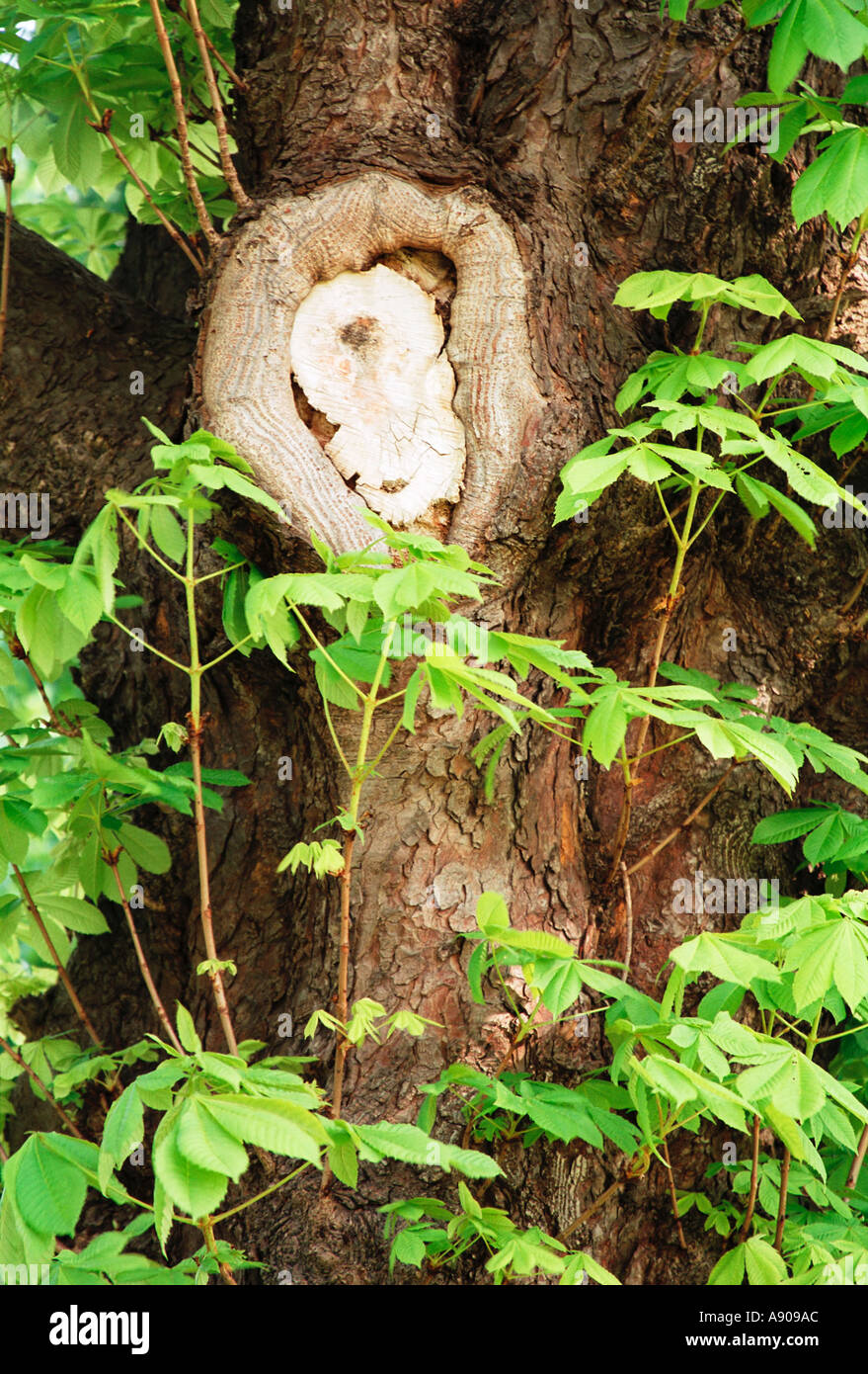 Stump of old branch with new shoots Kensington Gardens London England ...