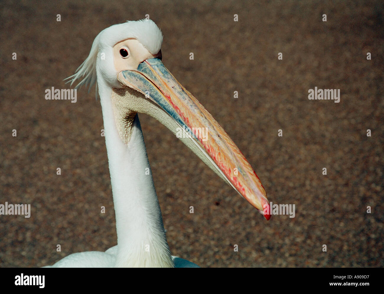 May Day 2003 London England UK Pelican Stock Photo - Alamy