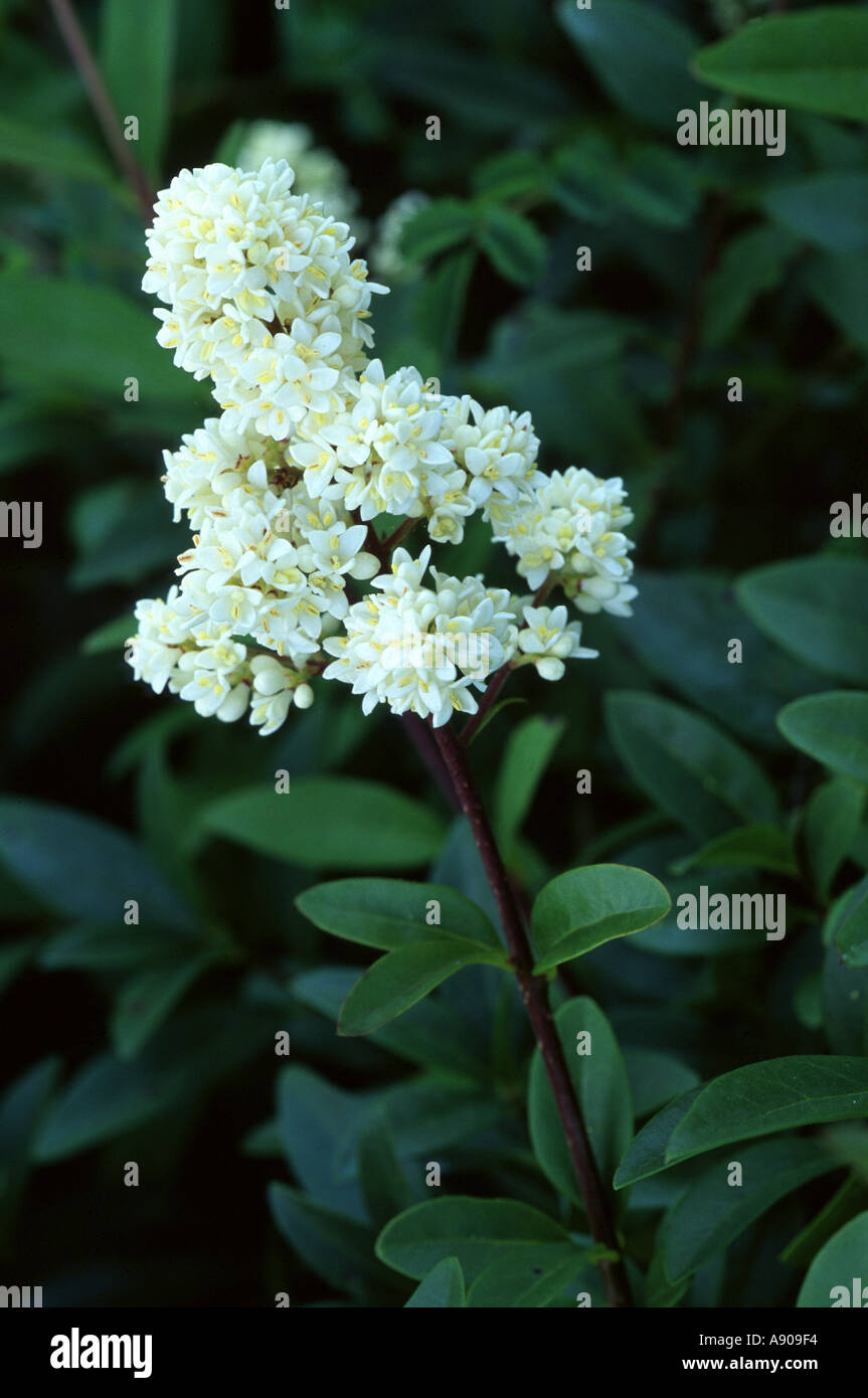 Wild Privet Ligustrum vulgare Stock Photo - Alamy