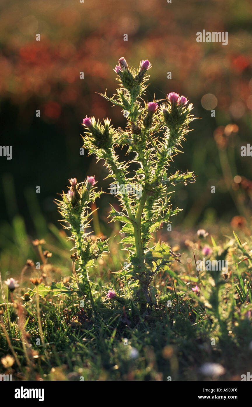 Slender thistle hi-res stock photography and images - Alamy