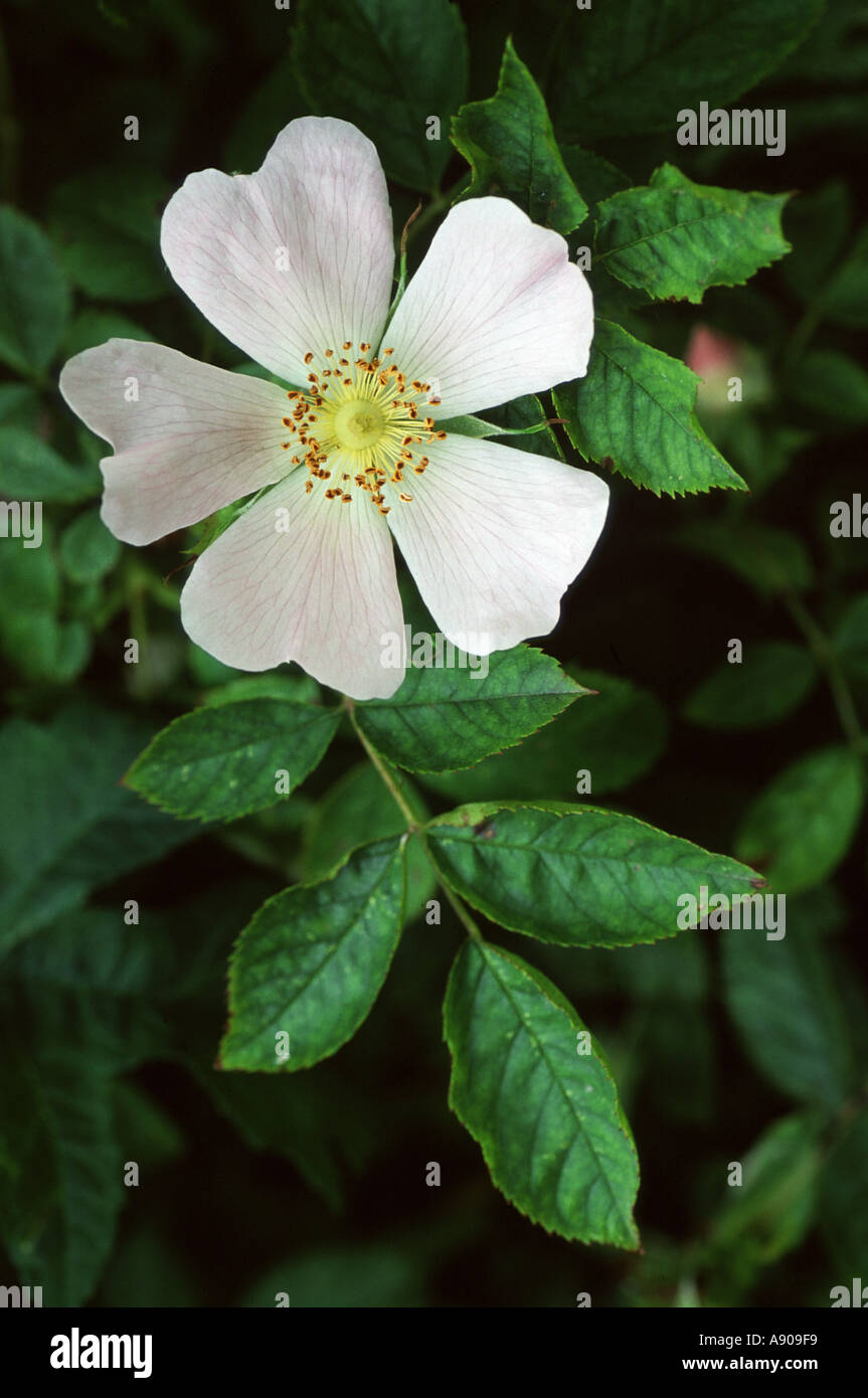 Dog Rose Rosa canina Stock Photo - Alamy