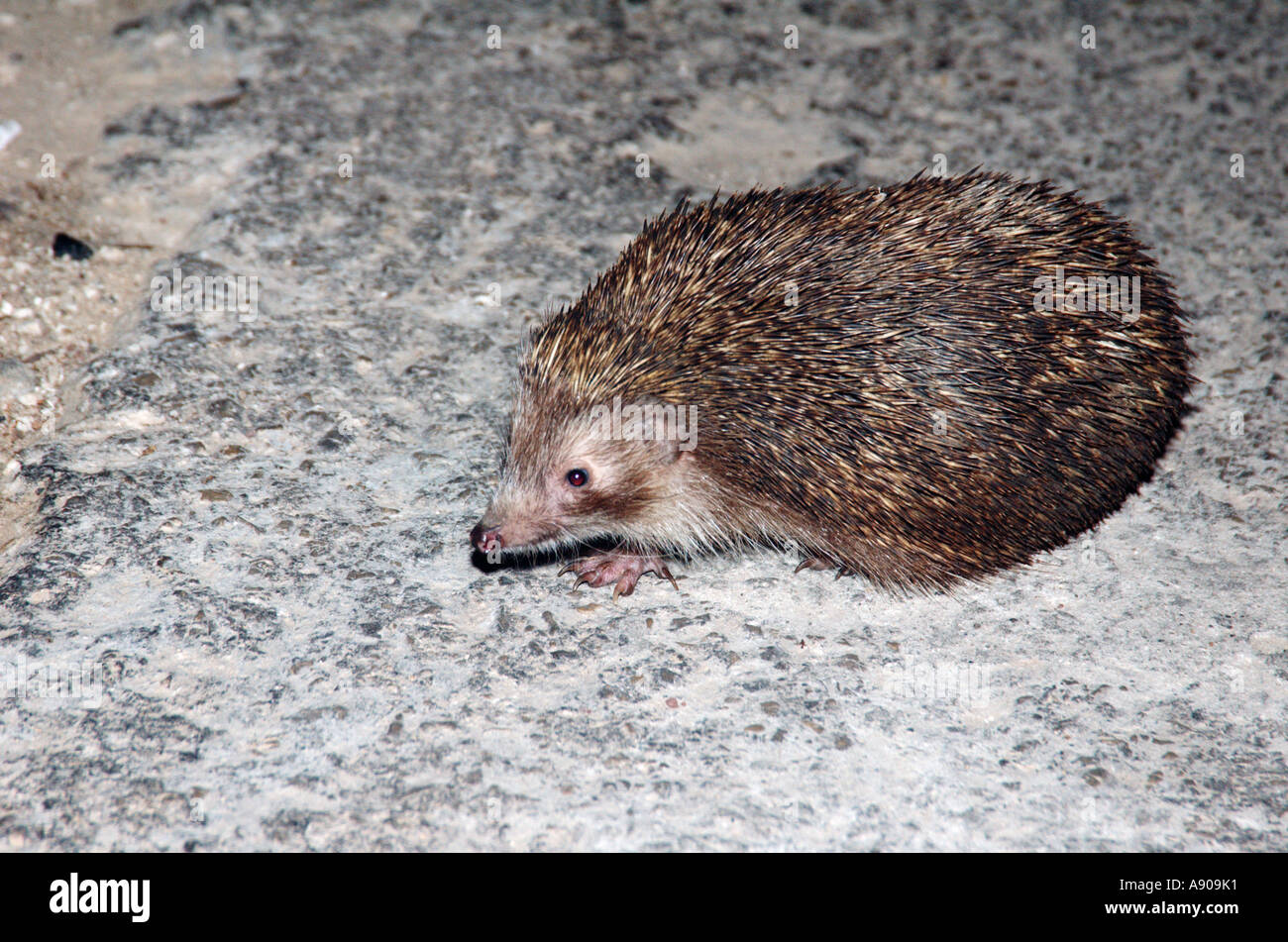 eastern European hedgehog Erinaceus concolor Stock Photo - Alamy