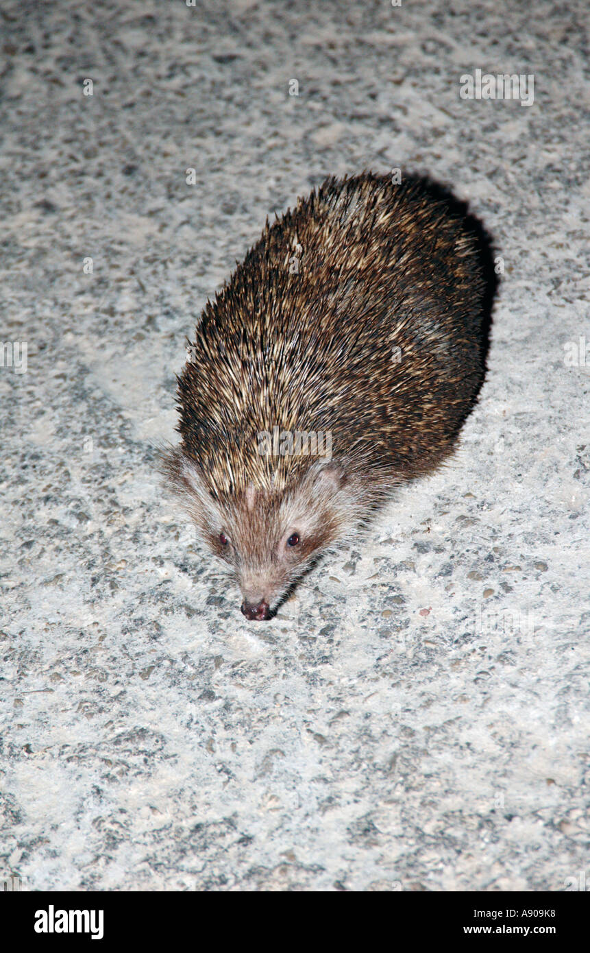 eastern European hedgehog Erinaceus concolor Stock Photo - Alamy