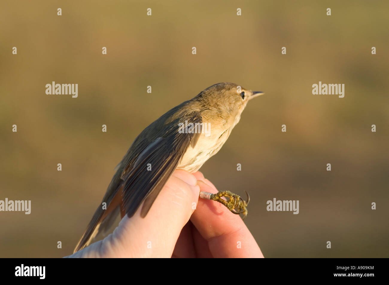 Bird identify hi-res stock photography and images - Alamy