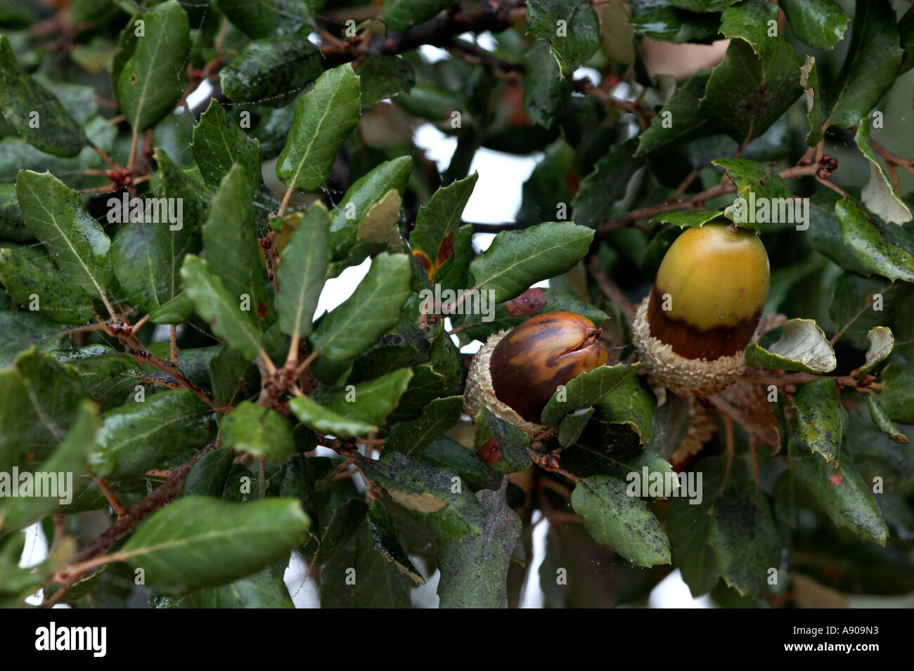 Oak quercus spp hi-res stock photography and images - Alamy