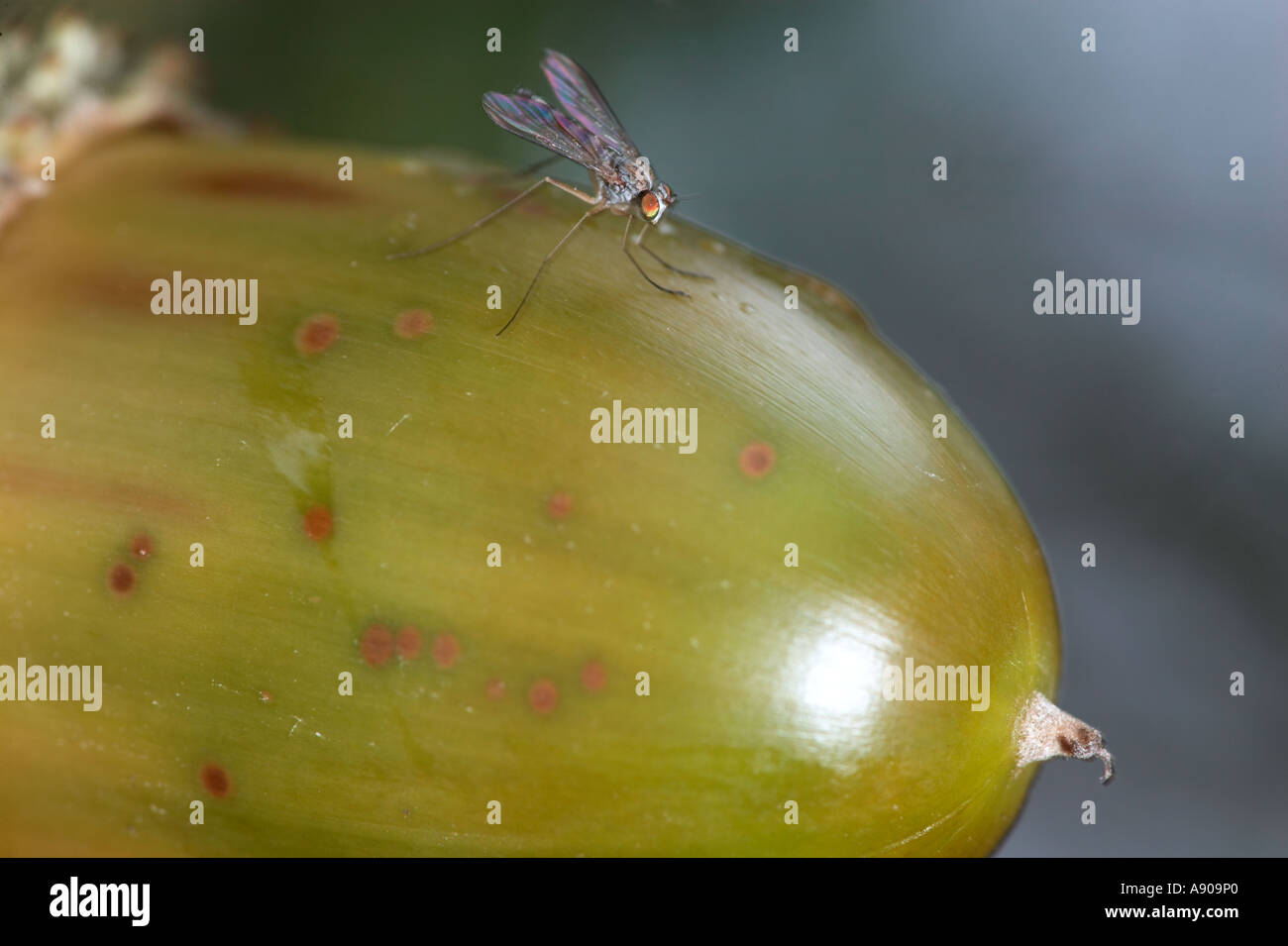 Oak quercus spp hi-res stock photography and images - Alamy