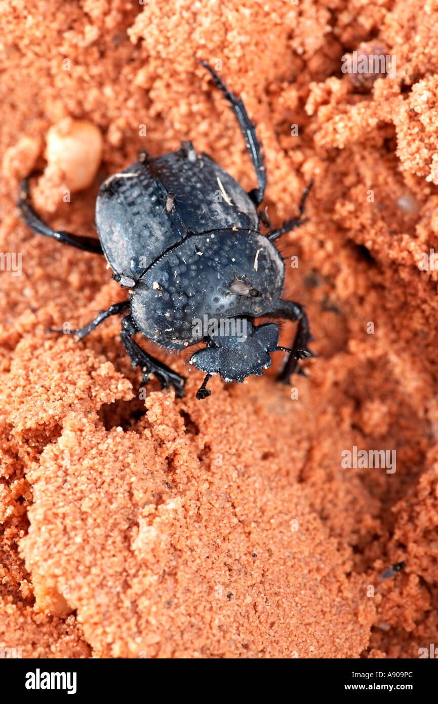 Scarabeus sppscarab dung beetle, Southern Spain, Doñana National Park ...