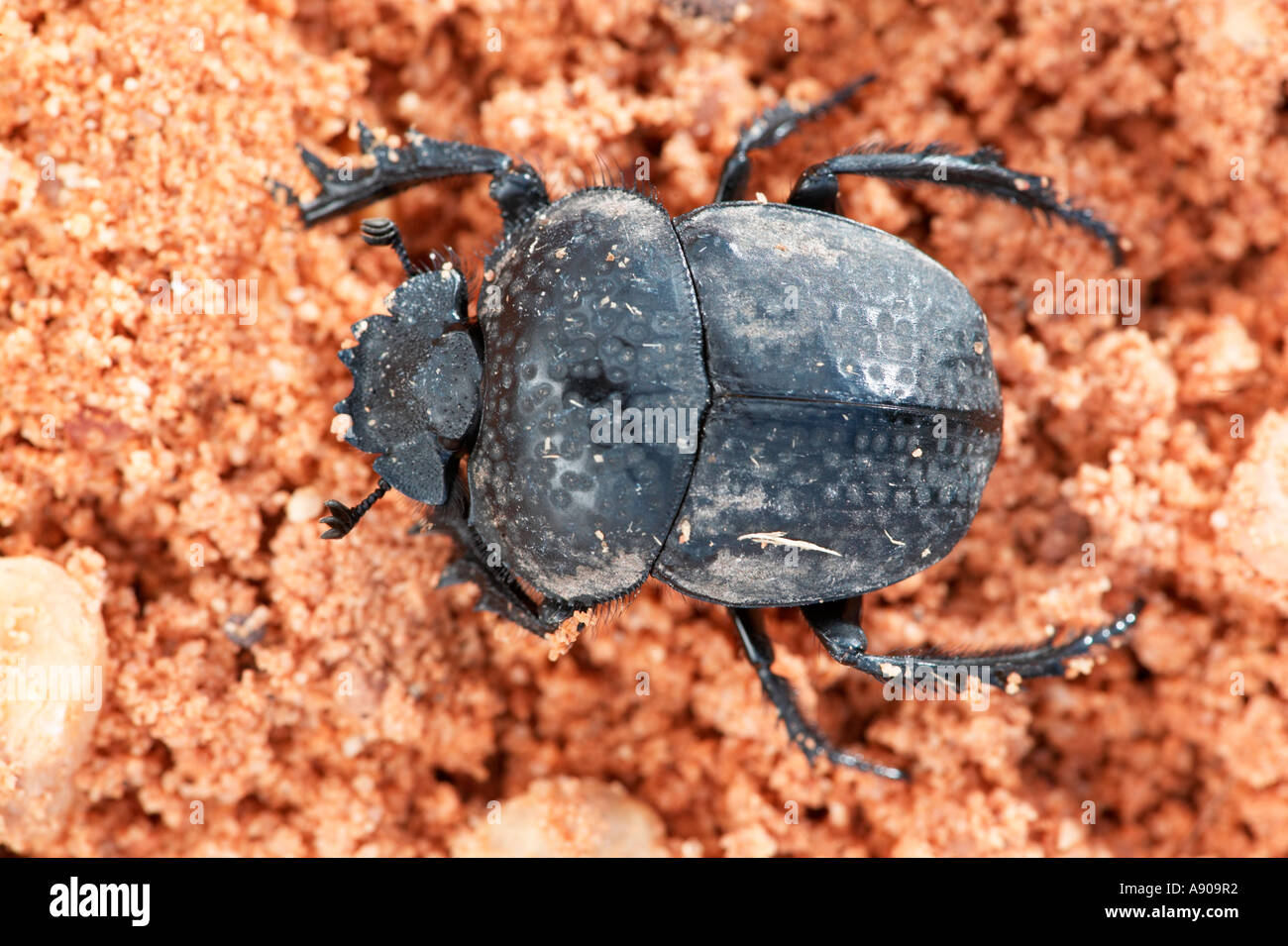 Scarabeus sppscarab dung beetle, Southern Spain, Doñana National Park ...