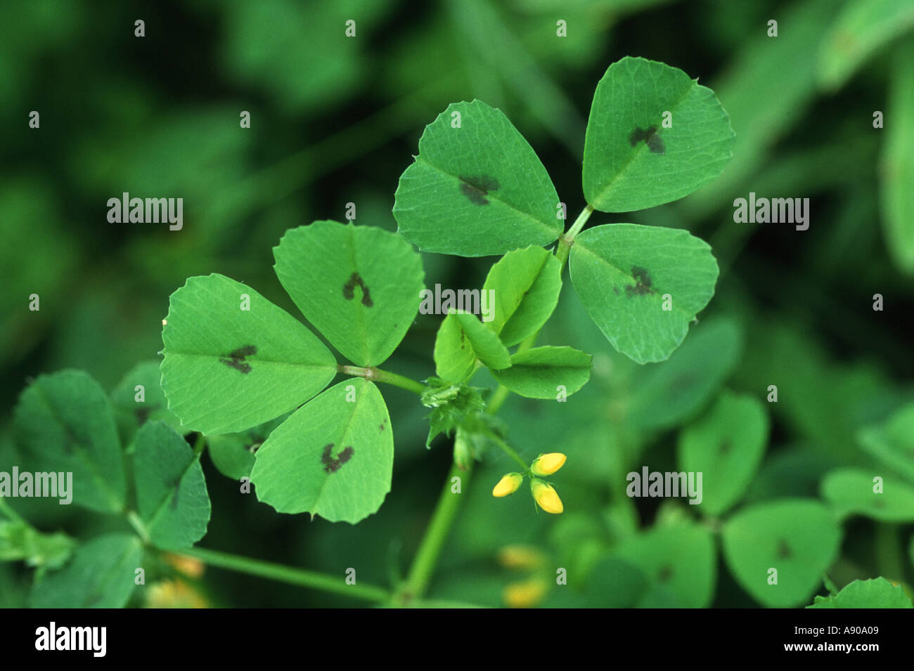 Spotted Medick Medicago arabica Stock Photo - Alamy