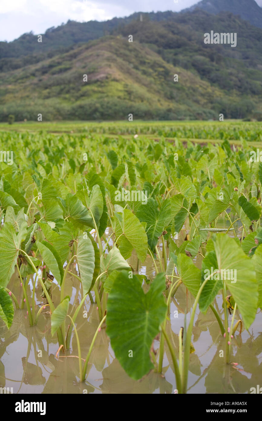 Taro fields, Hanalei, Kauai, Hawaii Stock Photo - Alamy