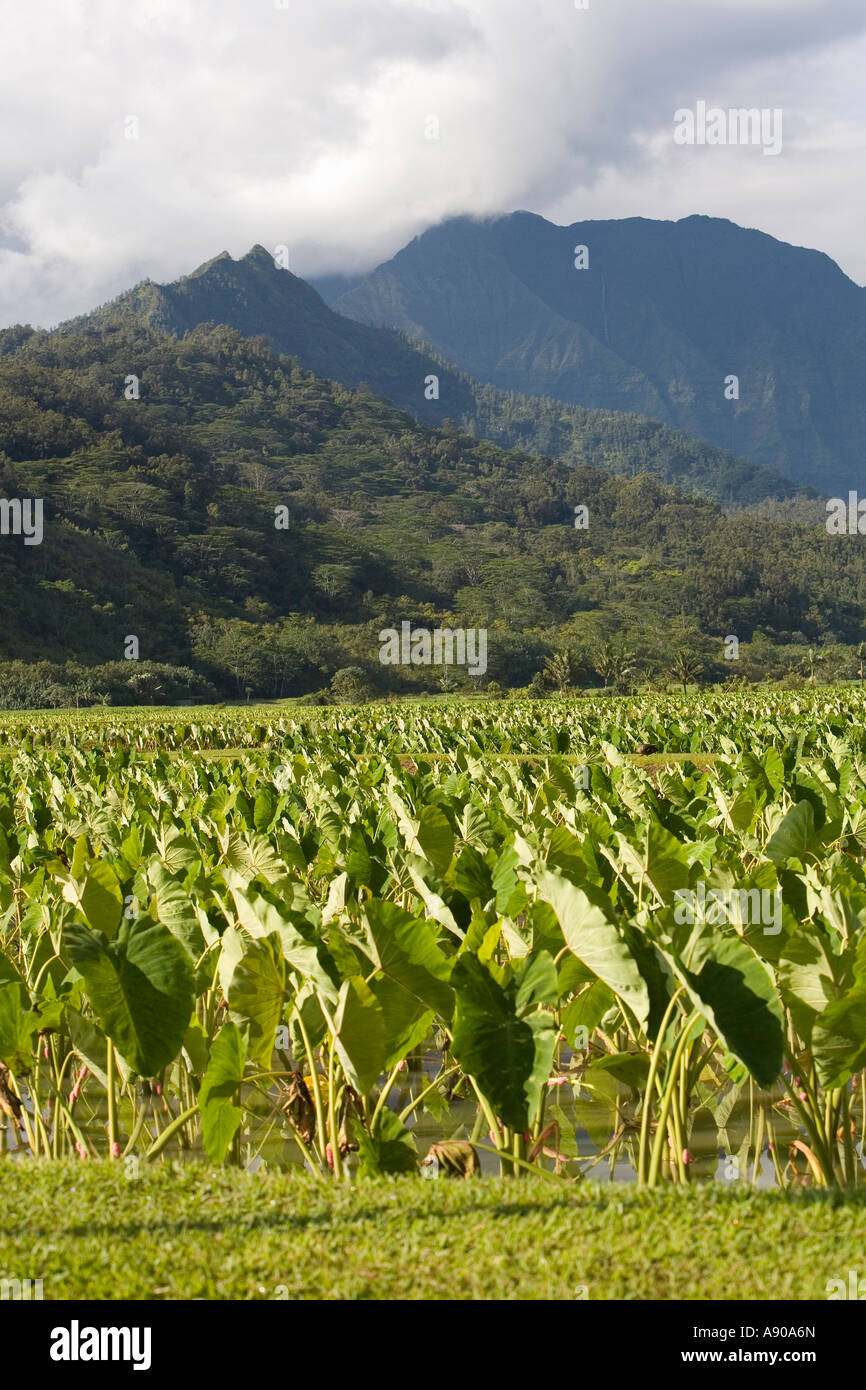 Taro fields, Hanalei, Kauai, Hawaii Stock Photo - Alamy