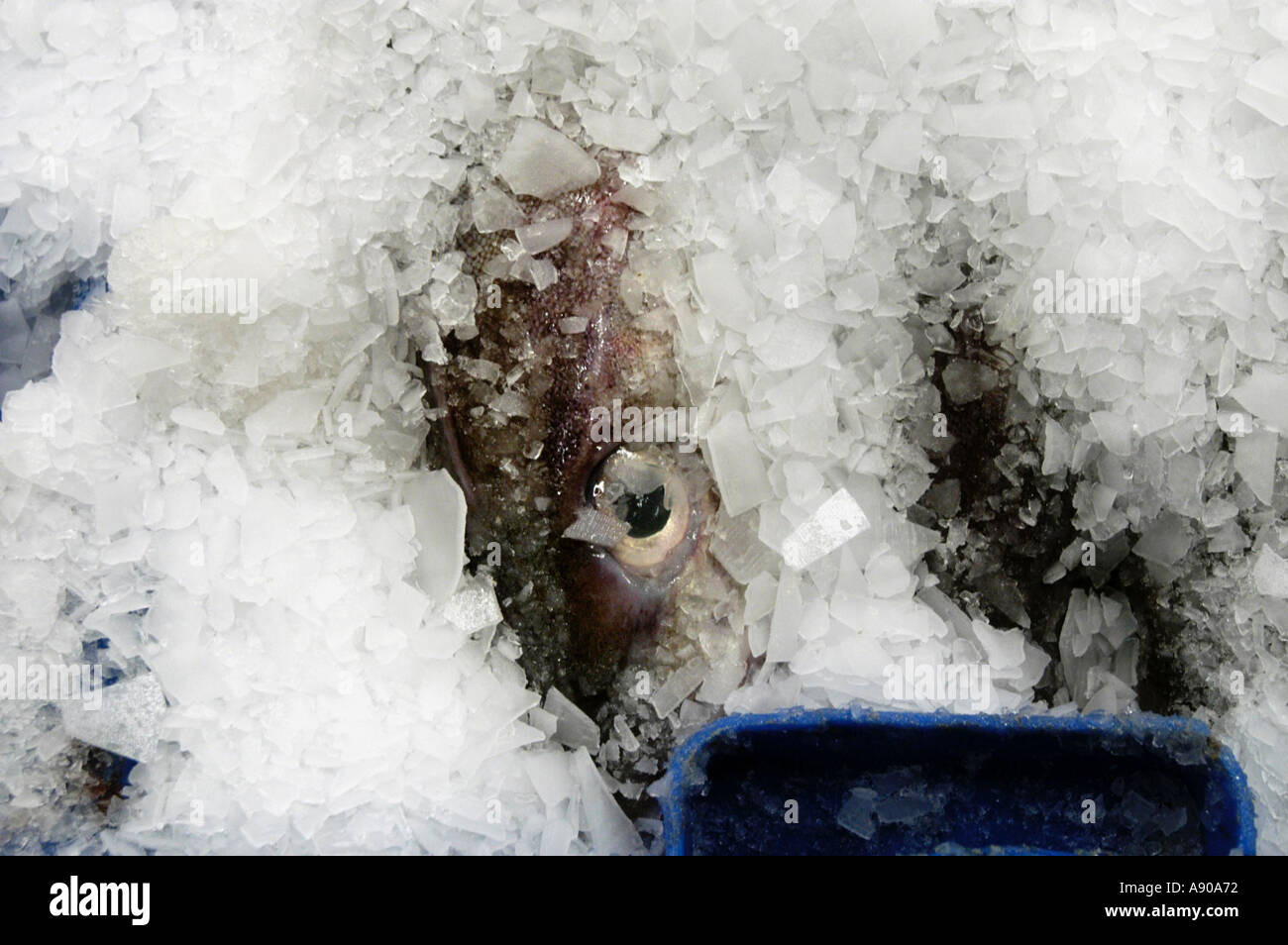 Peterhead fish market hi-res stock photography and images - Alamy
