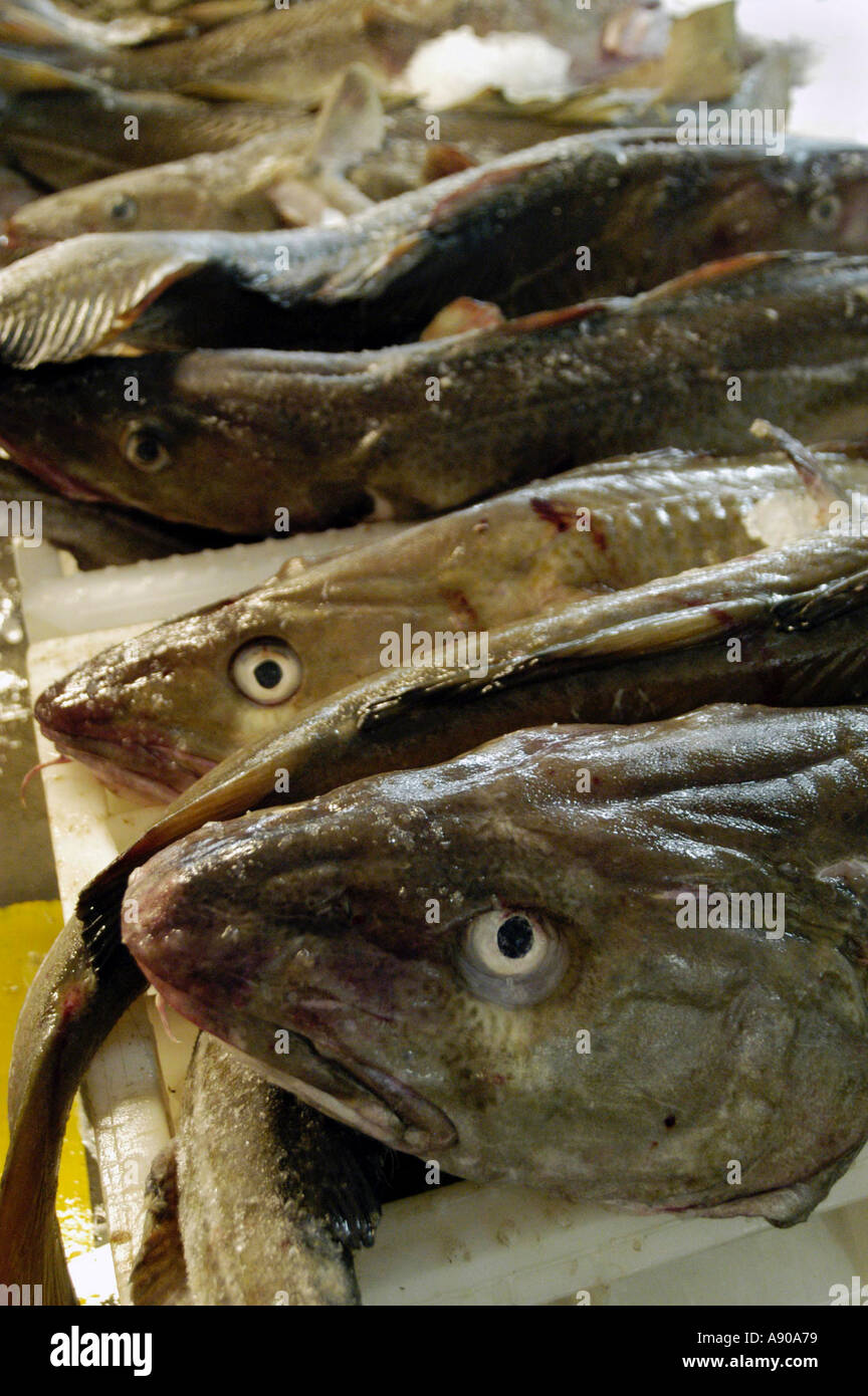Peterhead fish market hi-res stock photography and images - Alamy