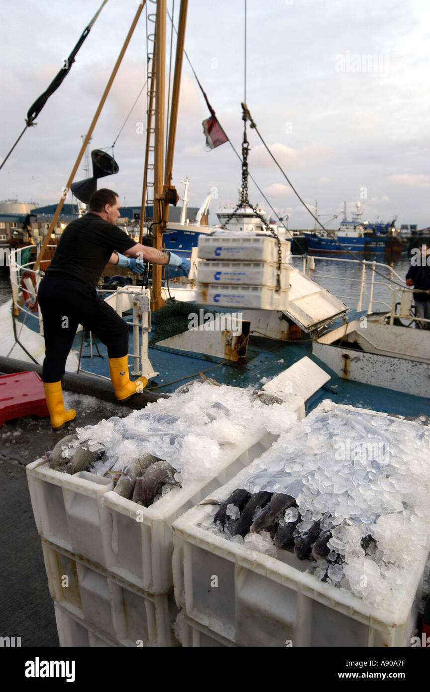 Peterhead fish cod hi-res stock photography and images - Alamy