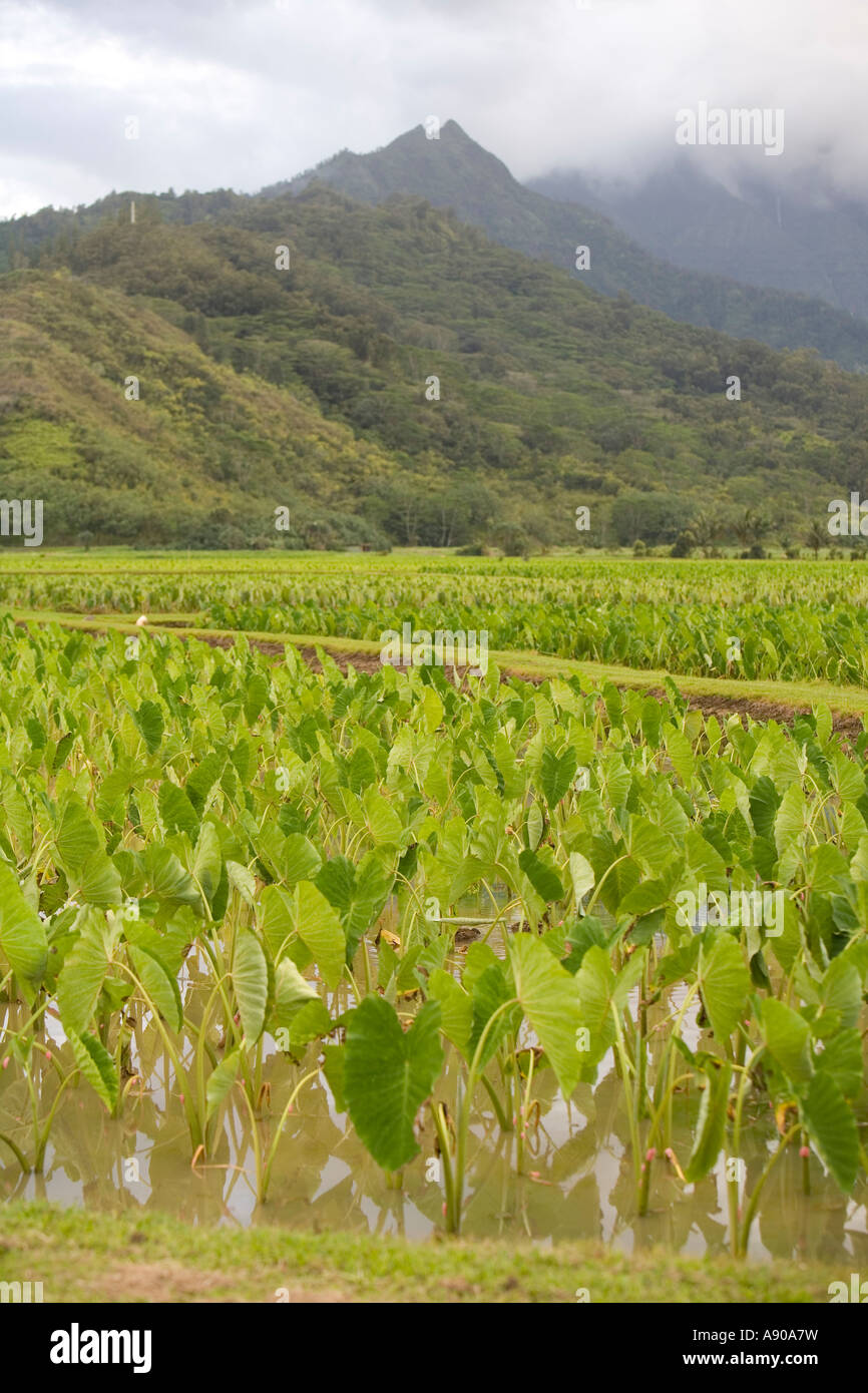 Taro fields, Hanalei, Kauai, Hawaii Stock Photo - Alamy