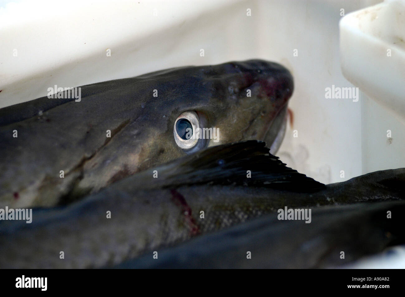 Peterhead fish cod hi-res stock photography and images - Alamy