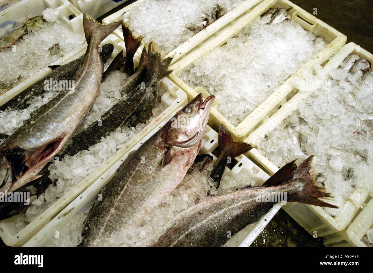Peterhead Fish Cod High Resolution Stock Photography and Images - Alamy