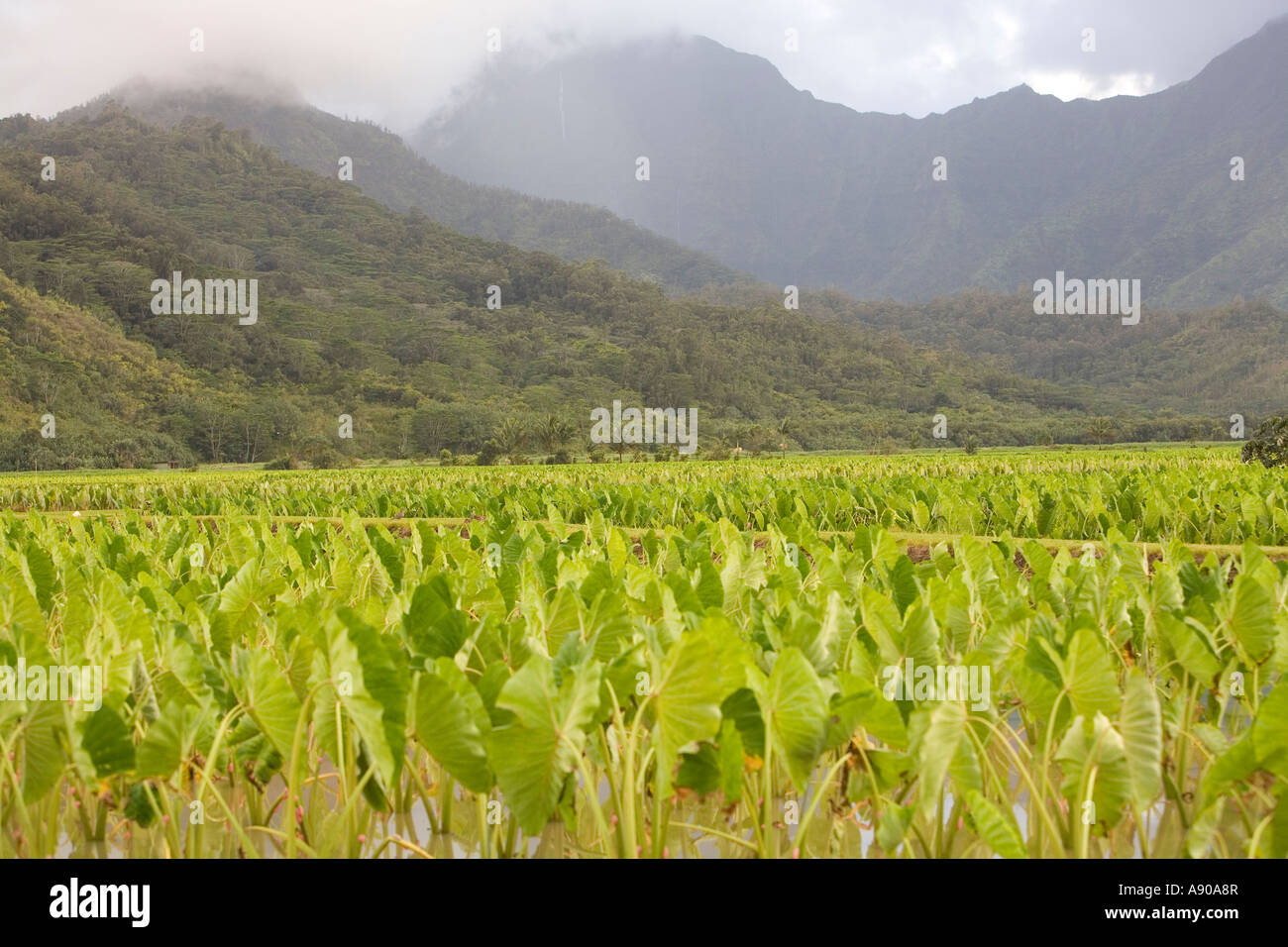 Taro fields, Hanalei, Kauai, Hawaii Stock Photo - Alamy