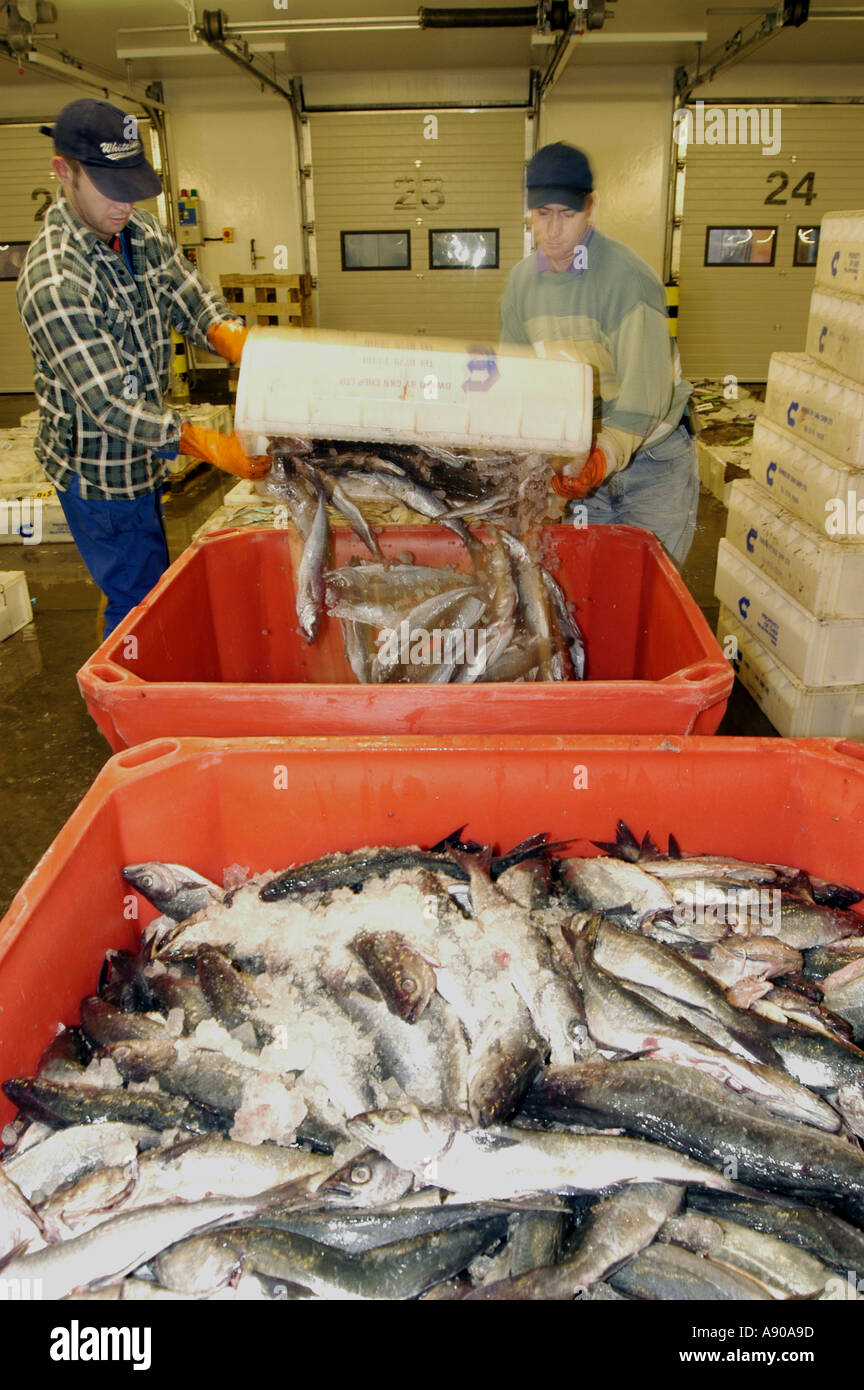 18 11 02 Peterhead Scotland Fish market Stock Photo - Alamy