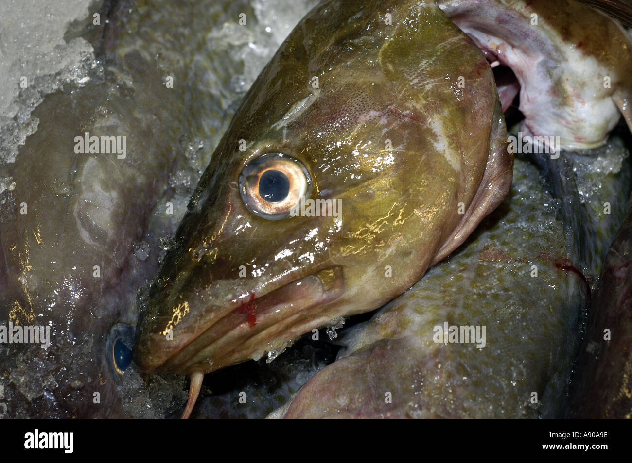 Cod market scotland hi-res stock photography and images - Alamy
