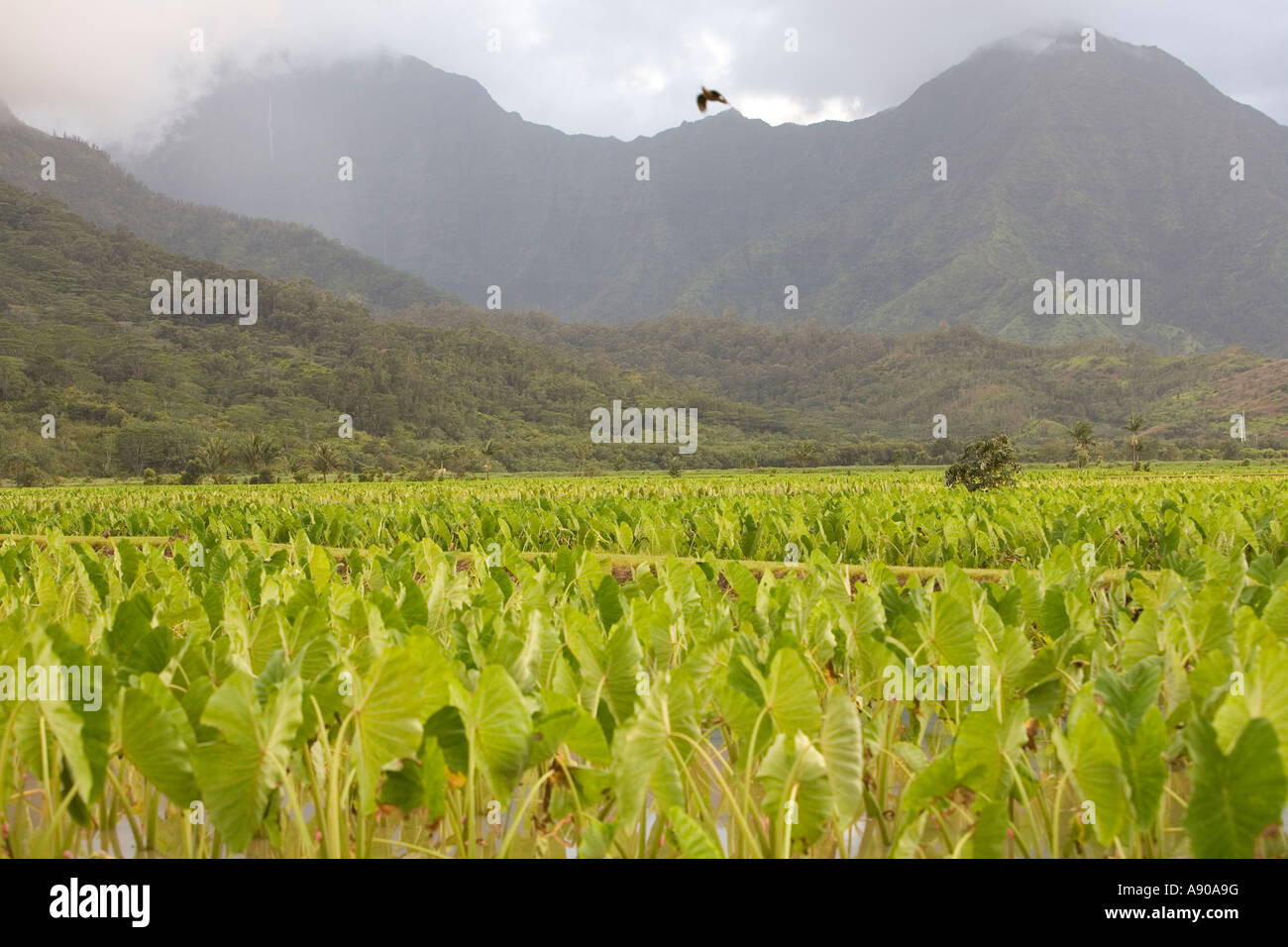 Taro fields, Hanalei, Kauai, Hawaii Stock Photo - Alamy