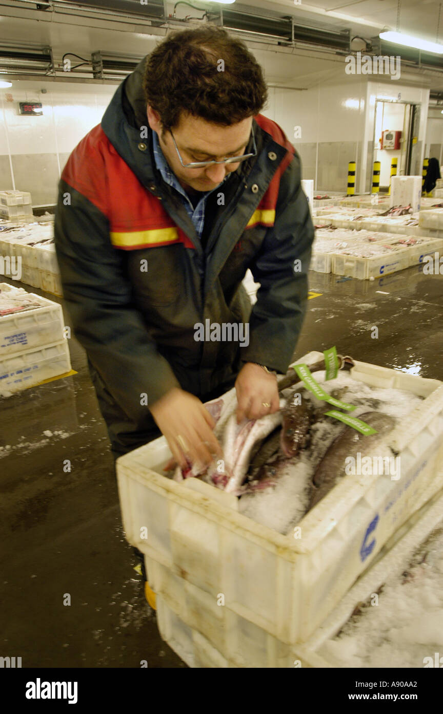 18 11 02 Peterhead Scotland Fish market skipper Jimmy Buchan examines ...