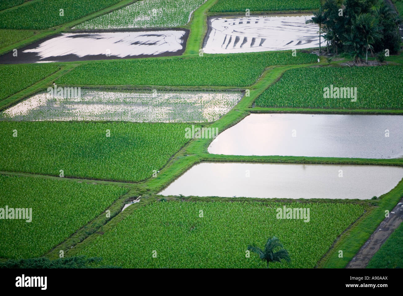 Taro fields, Hanalei, Kauai, Hawaii Stock Photo - Alamy