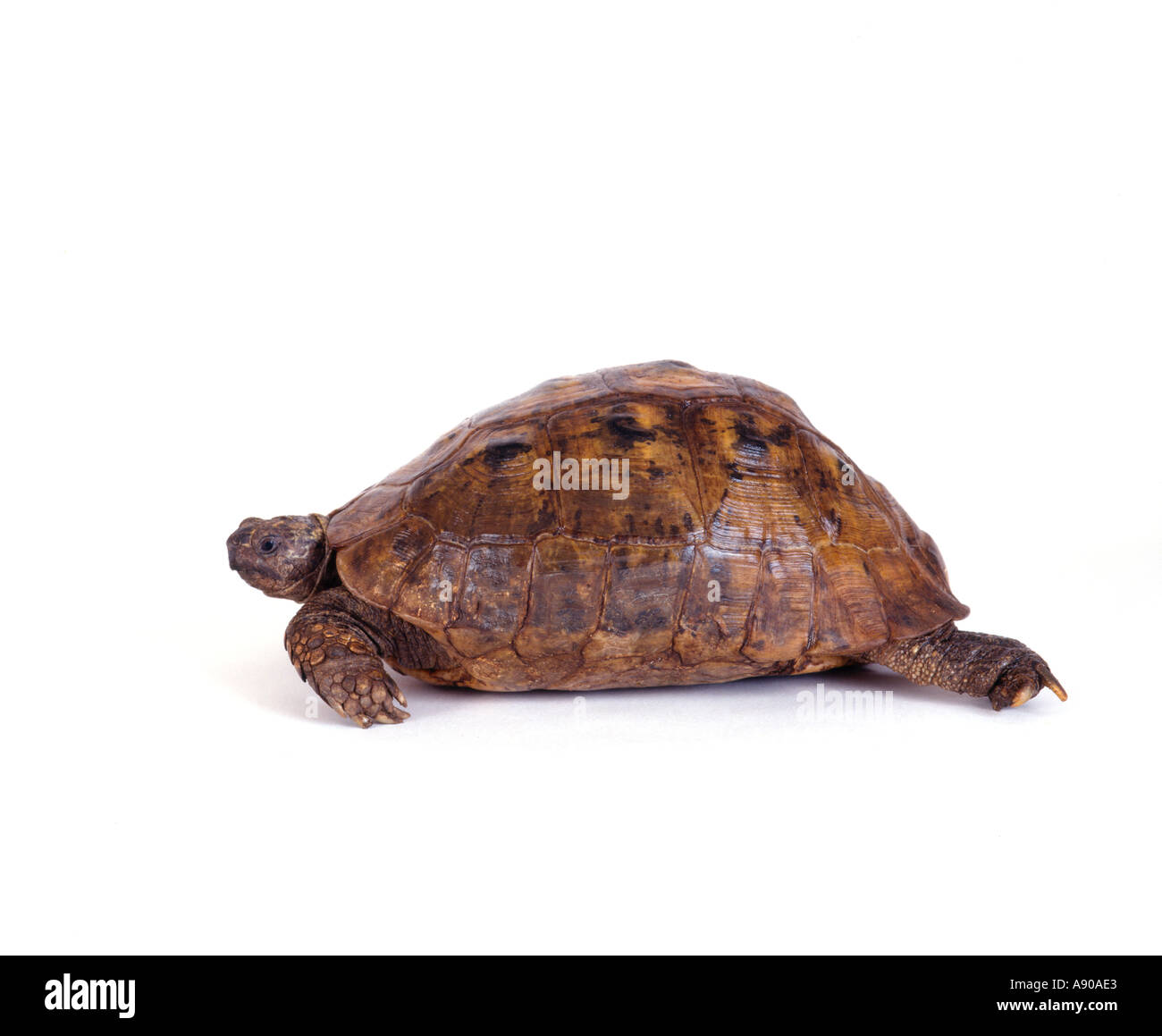 Which tortoise Cut Out Stock Images & Pictures - Alamy