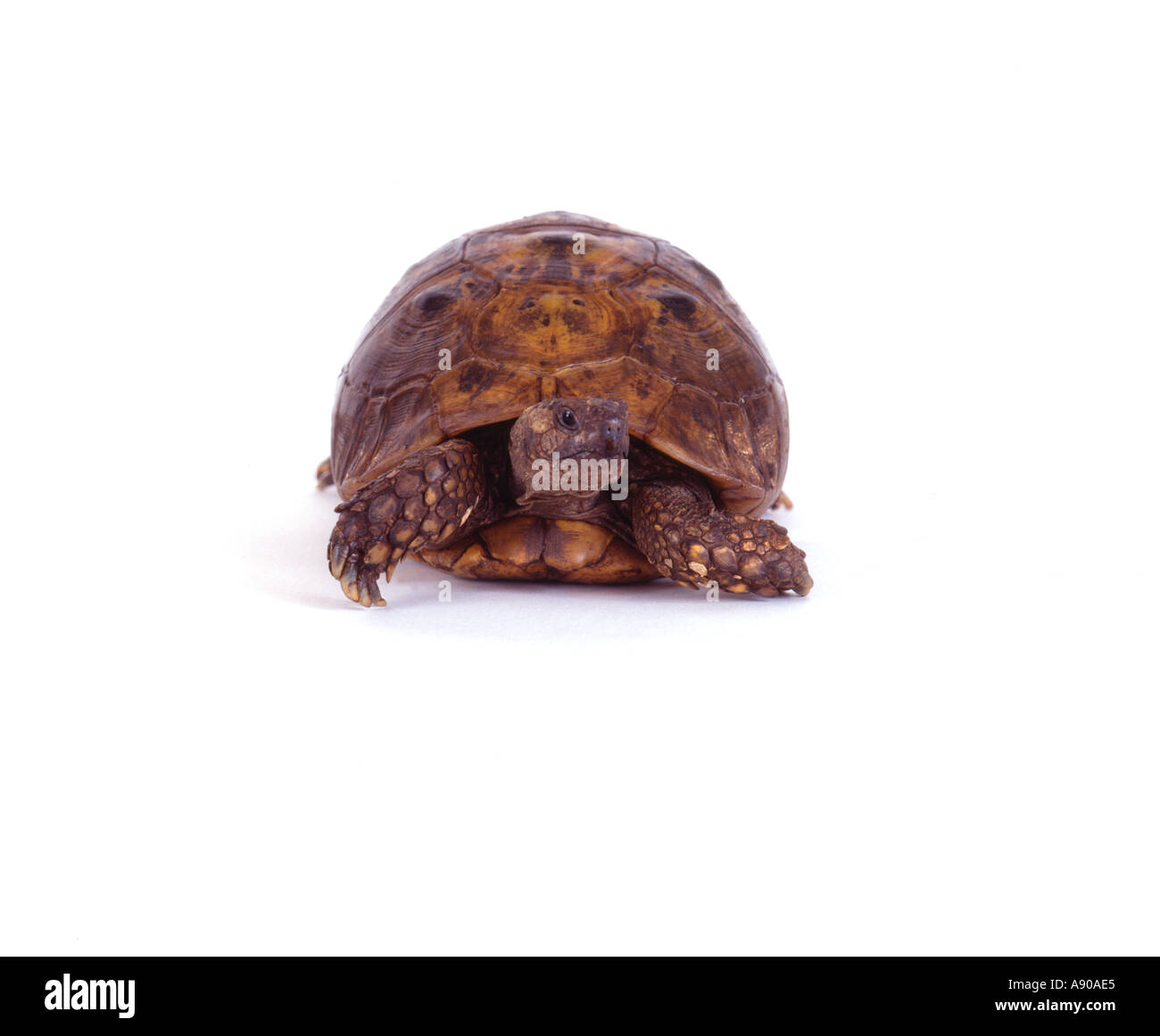 Which tortoise Cut Out Stock Images & Pictures - Alamy
