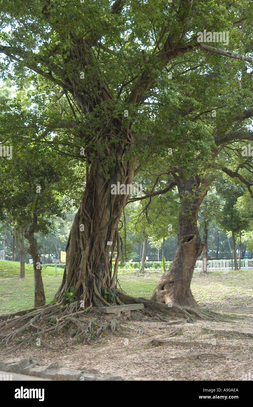 Guangdong hong hi-res stock photography and images - Alamy