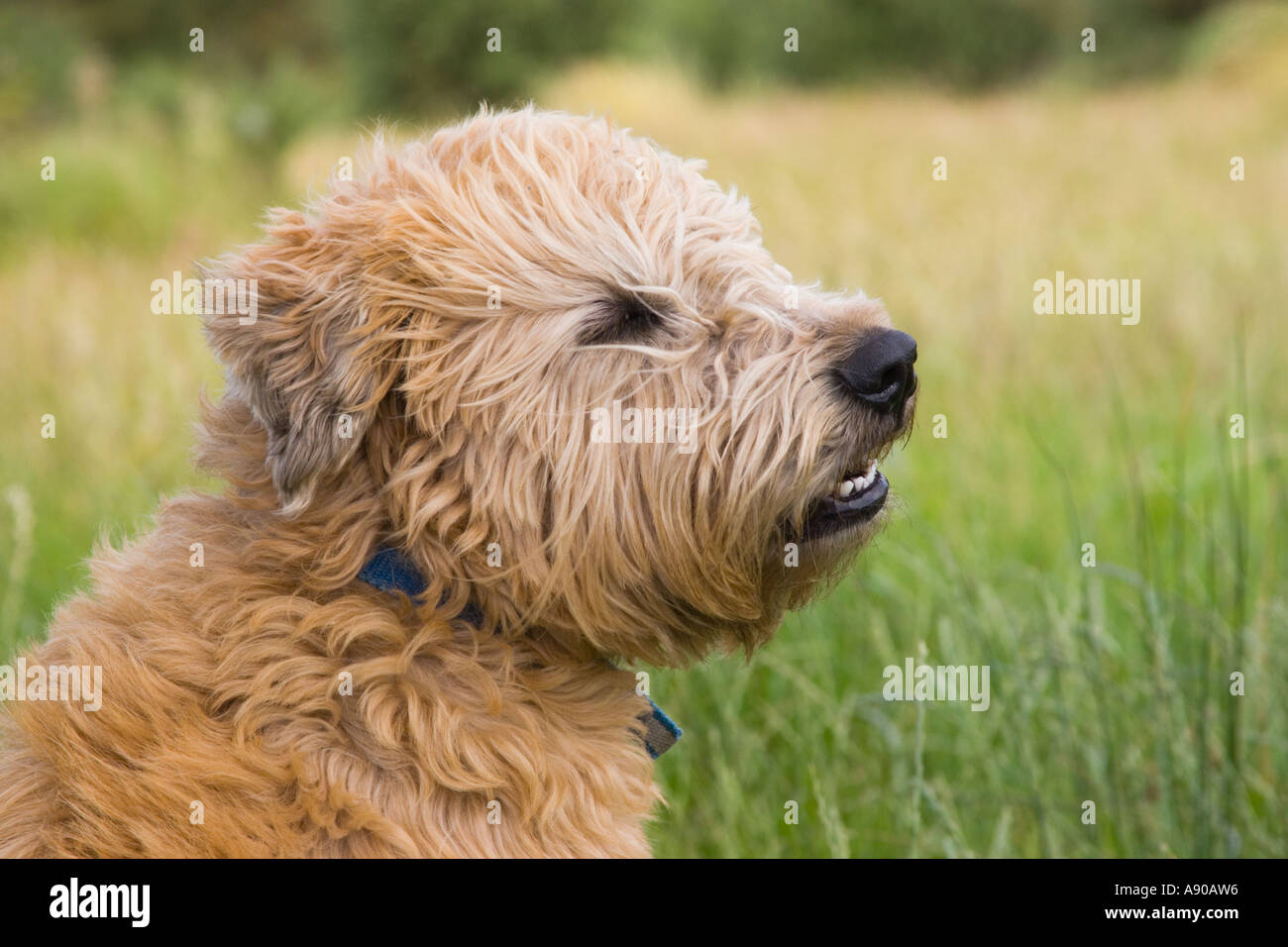 Riley island hi-res stock photography and images - Alamy