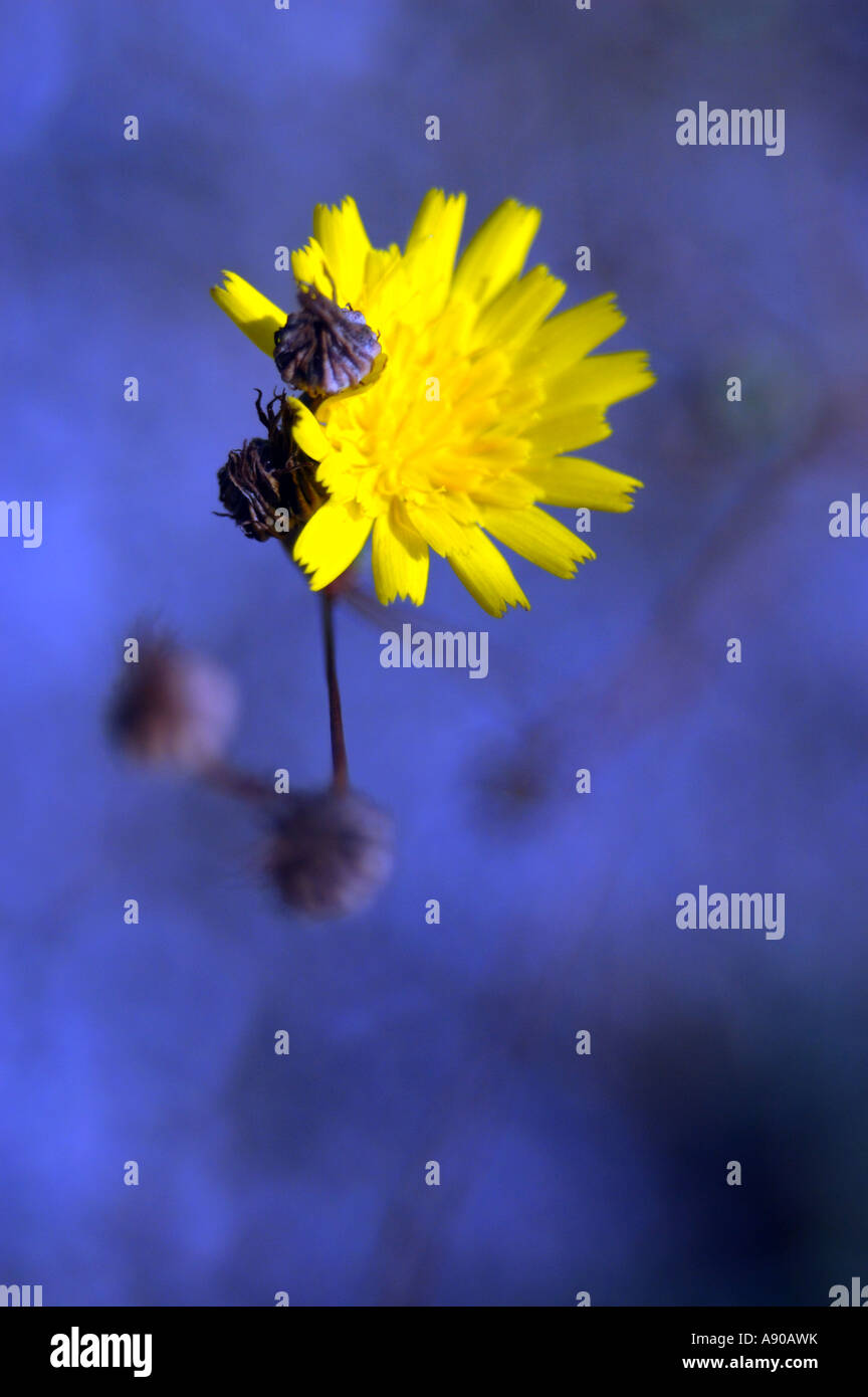 Compound flower hi-res stock photography and images - Alamy