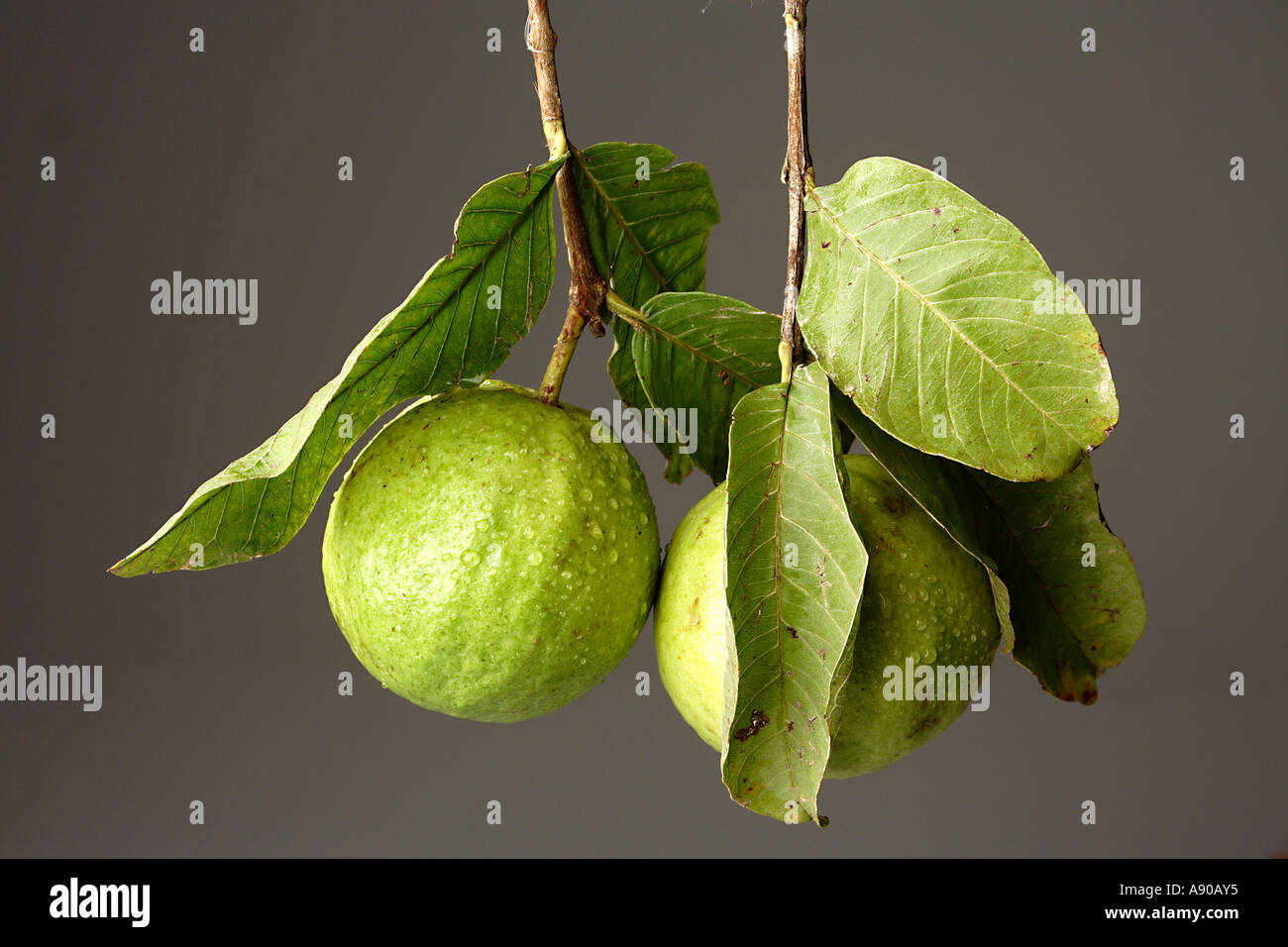 guava fruit with leaves Stock Photo - Alamy