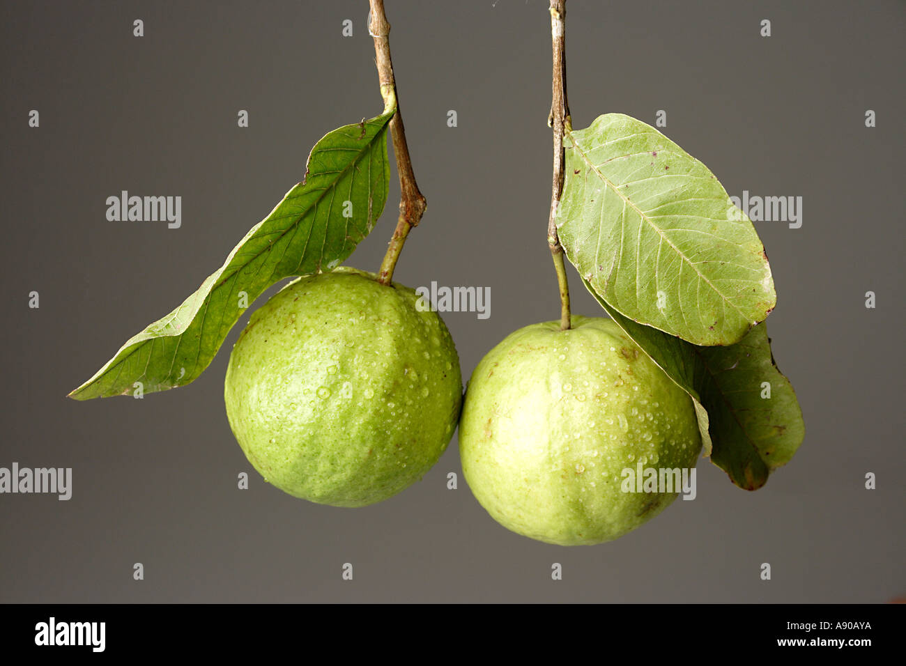 Peru fruit industry hi-res stock photography and images - Alamy