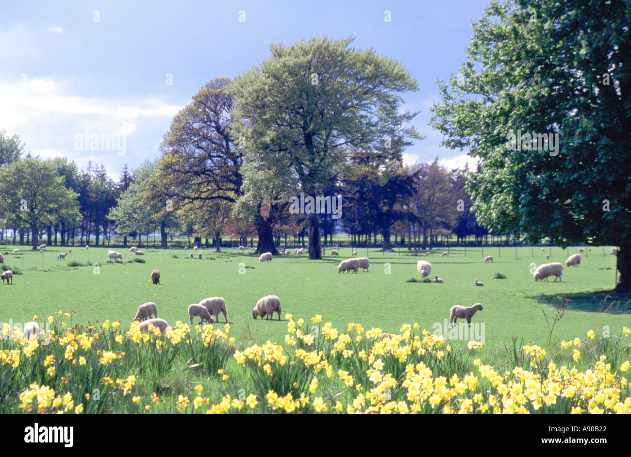 Spring lambs daffodils hi-res stock photography and images - Alamy