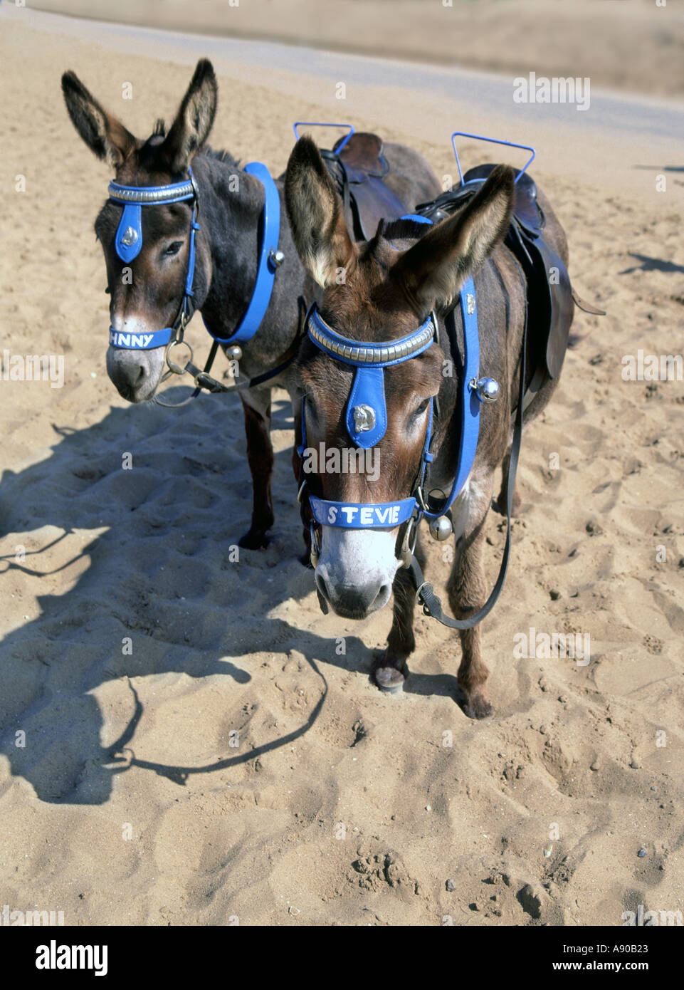 Donkeys on sandy beach waiting early morning for youngsters to have a ...