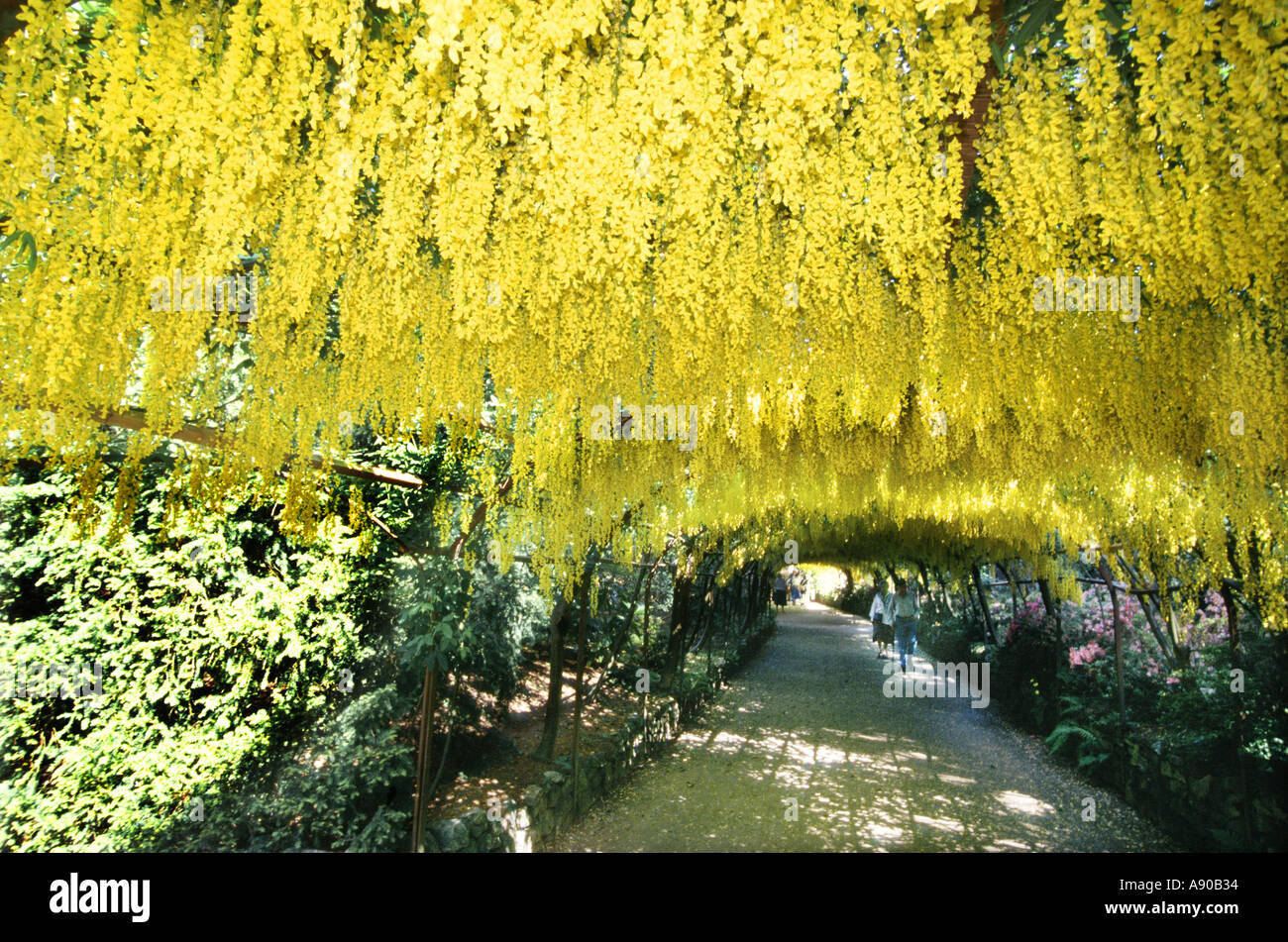 People walking under a yellow laburnum tree layered arch over pathway ...