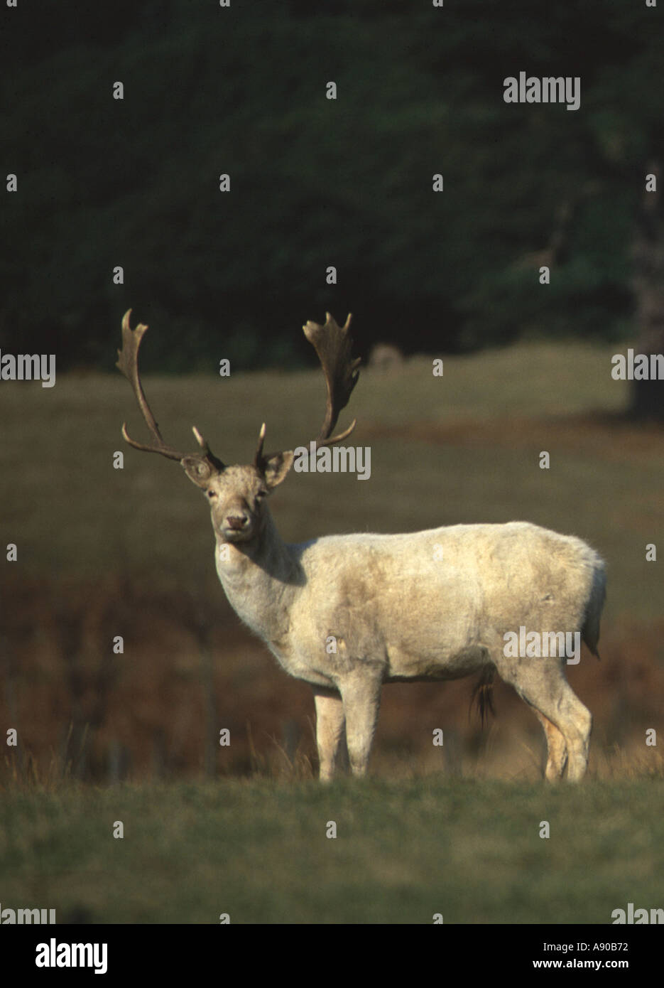 WHITE FALLOW DEER STAG Dama dama in Margam Park Port Talbot South Wales ...