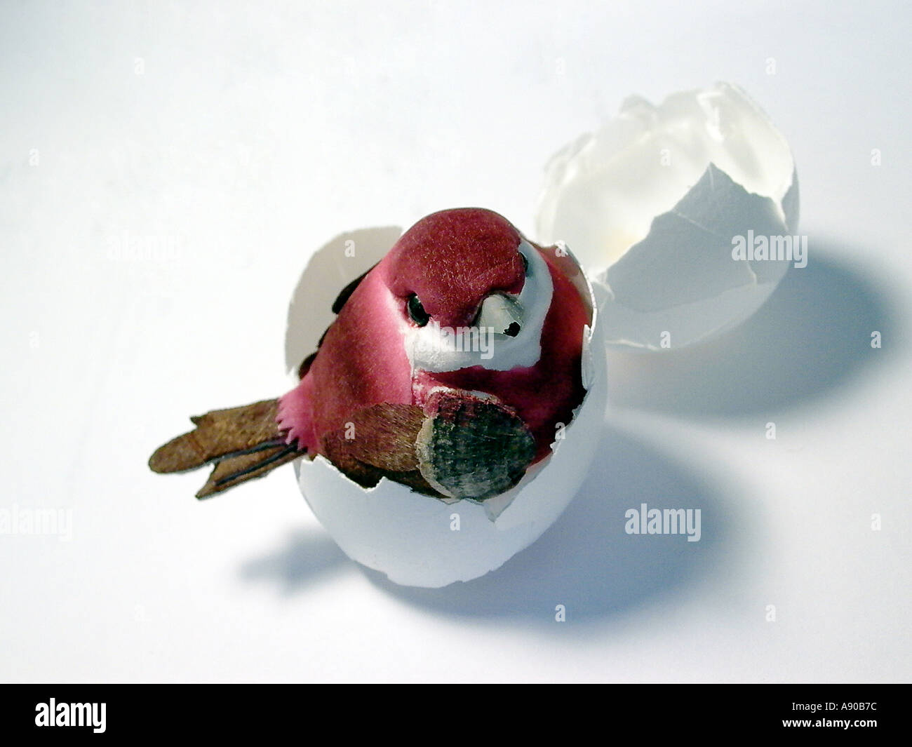 Baby bird in egg shell Stock Photo - Alamy