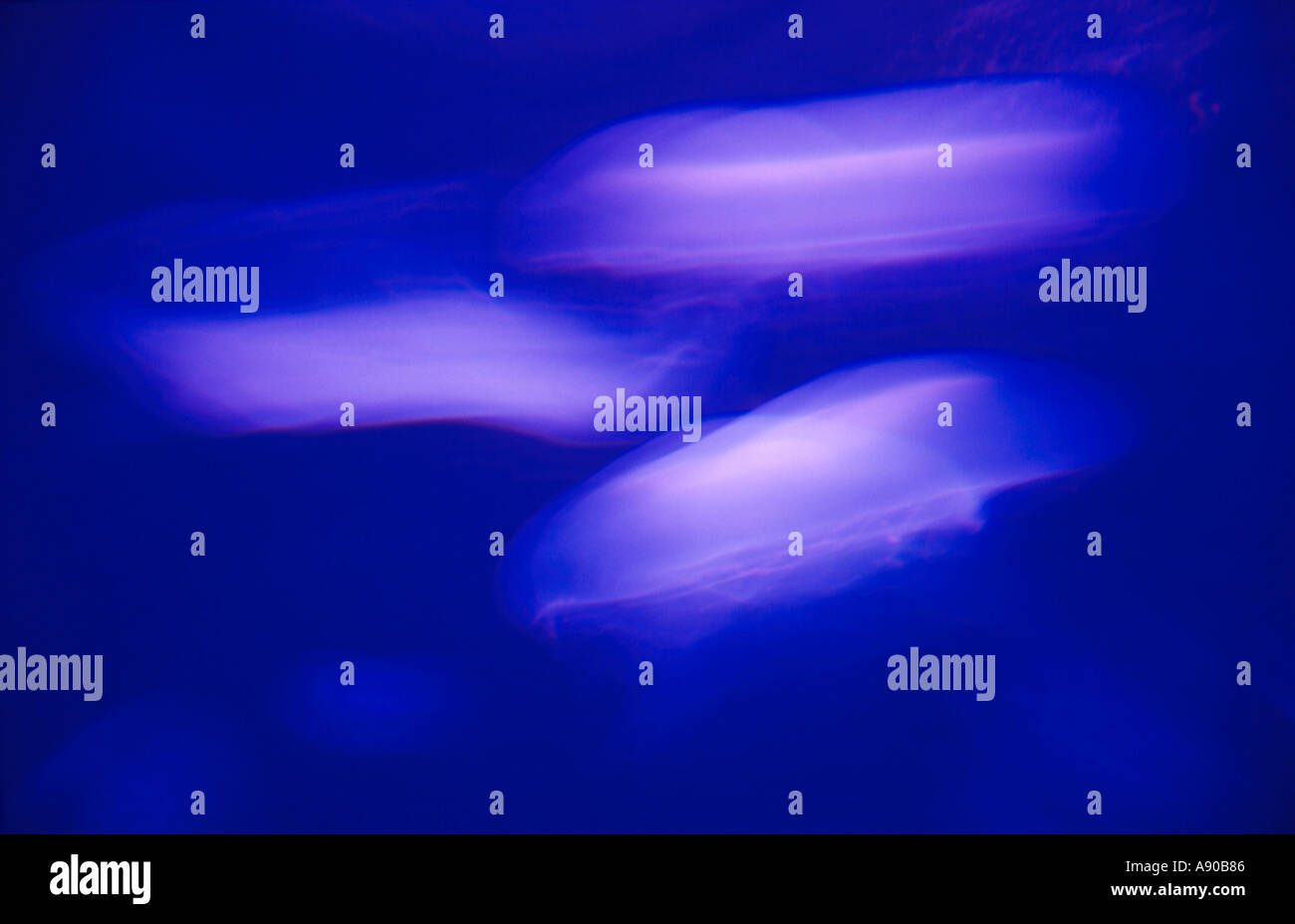 Jellyfish illuminated by UV light Stock Photo - Alamy