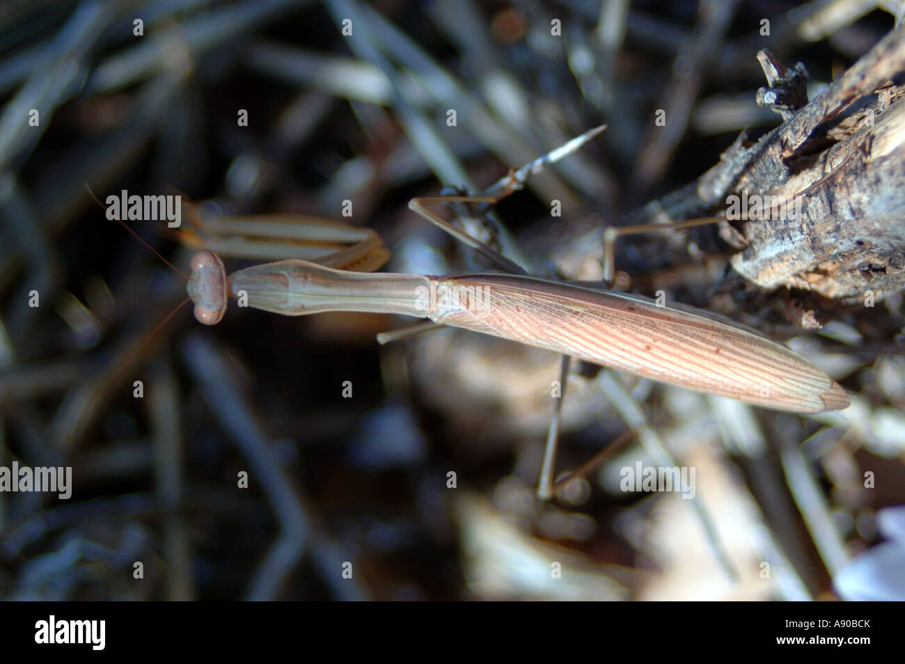 Grasshopper insect mantle religious hi-res stock photography and images ...