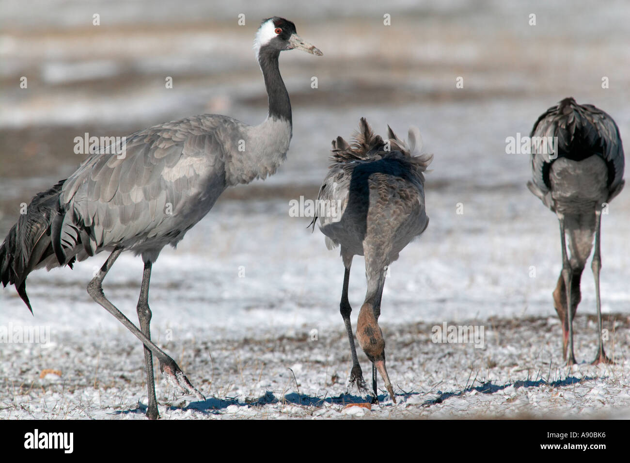 Common European Crane (Grus grus). Gallocanta, Spain Stock Photo - Alamy