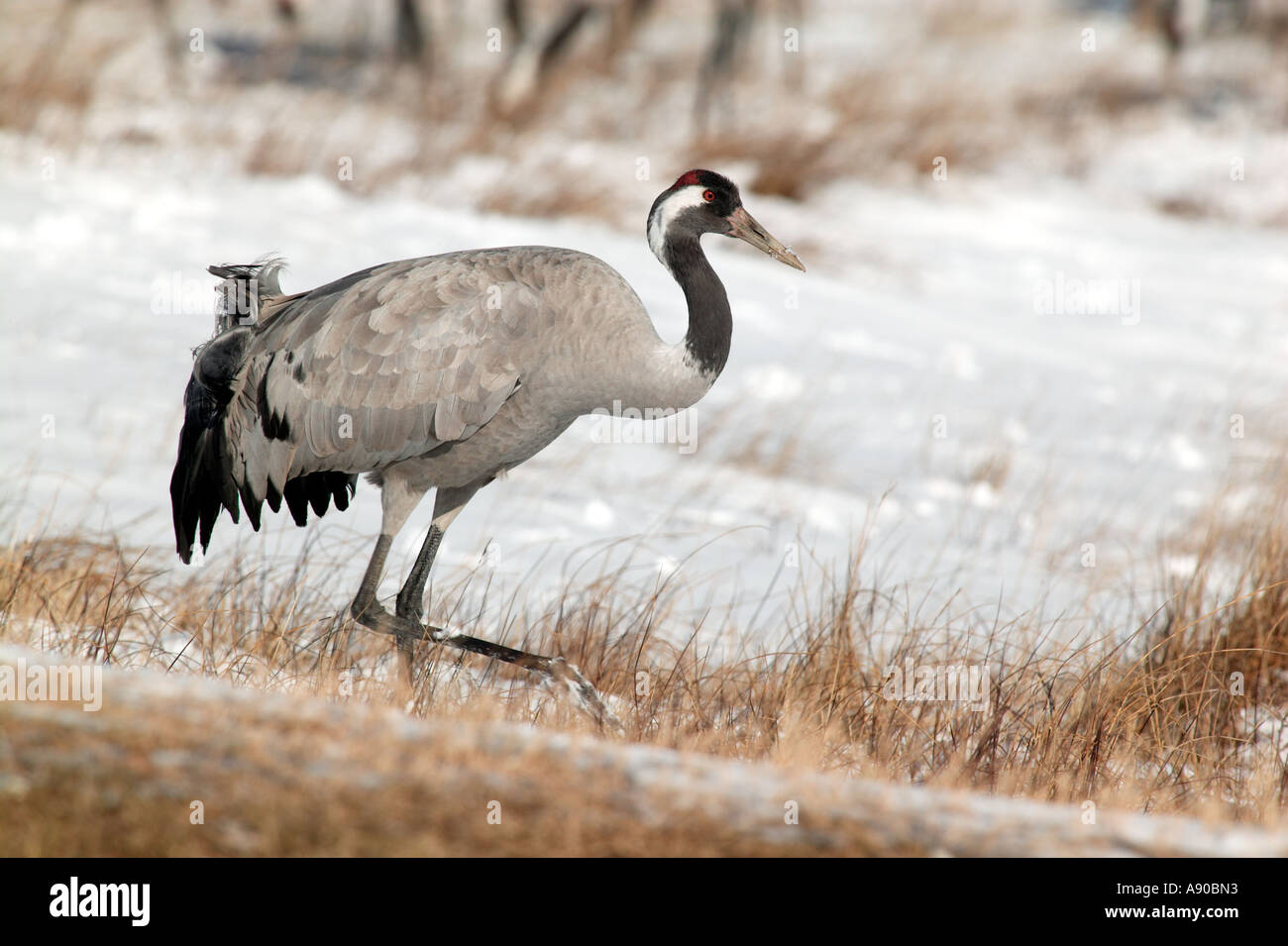Common European Crane (Grus grus). Gallocanta, Spain Stock Photo - Alamy