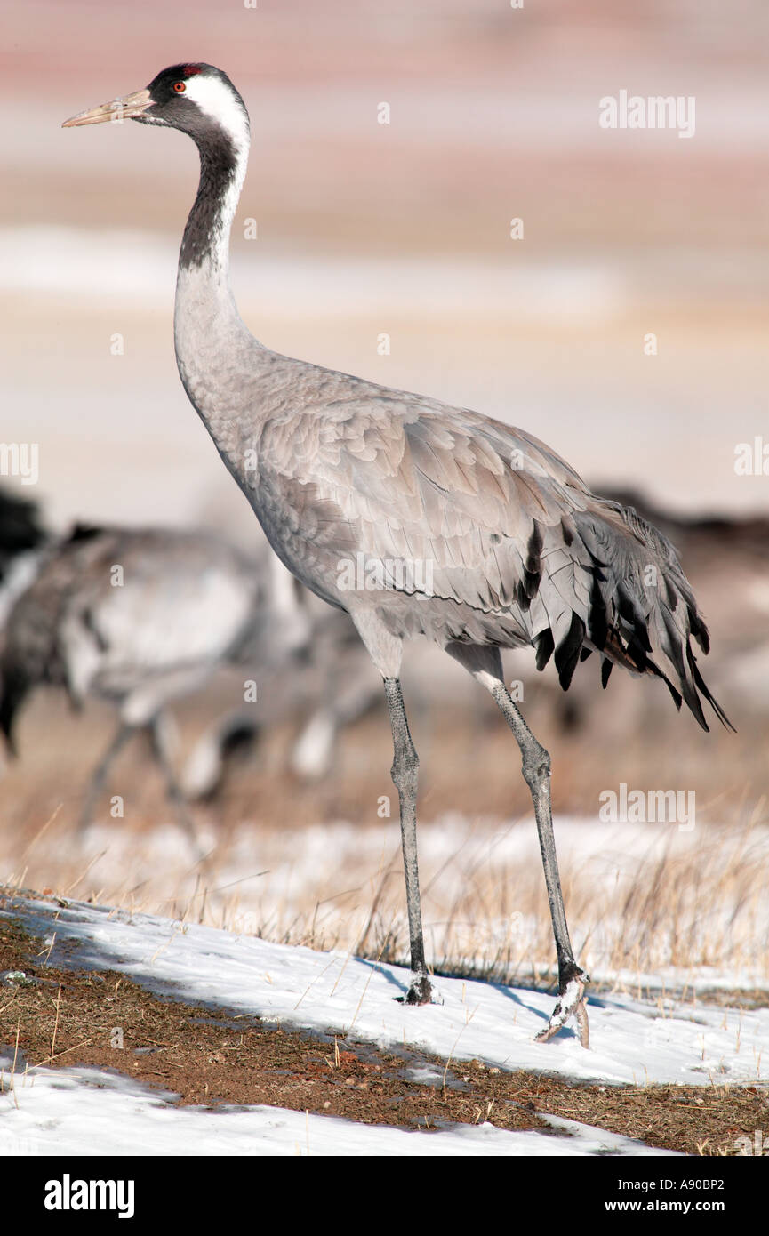 Common European Crane (Grus grus). Gallocanta, Spain Stock Photo - Alamy