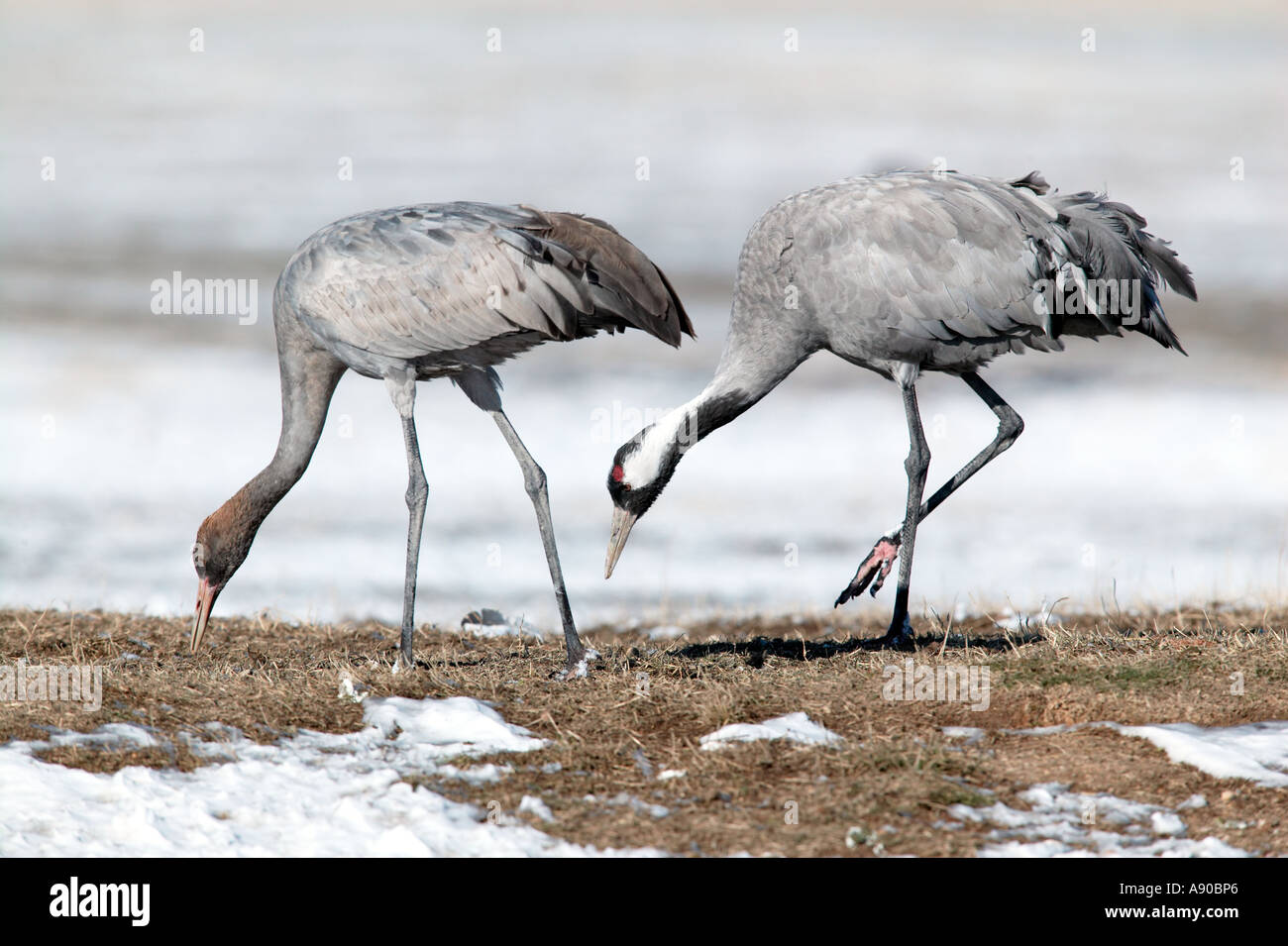 Common European Crane (Grus grus). Gallocanta, Spain Stock Photo - Alamy